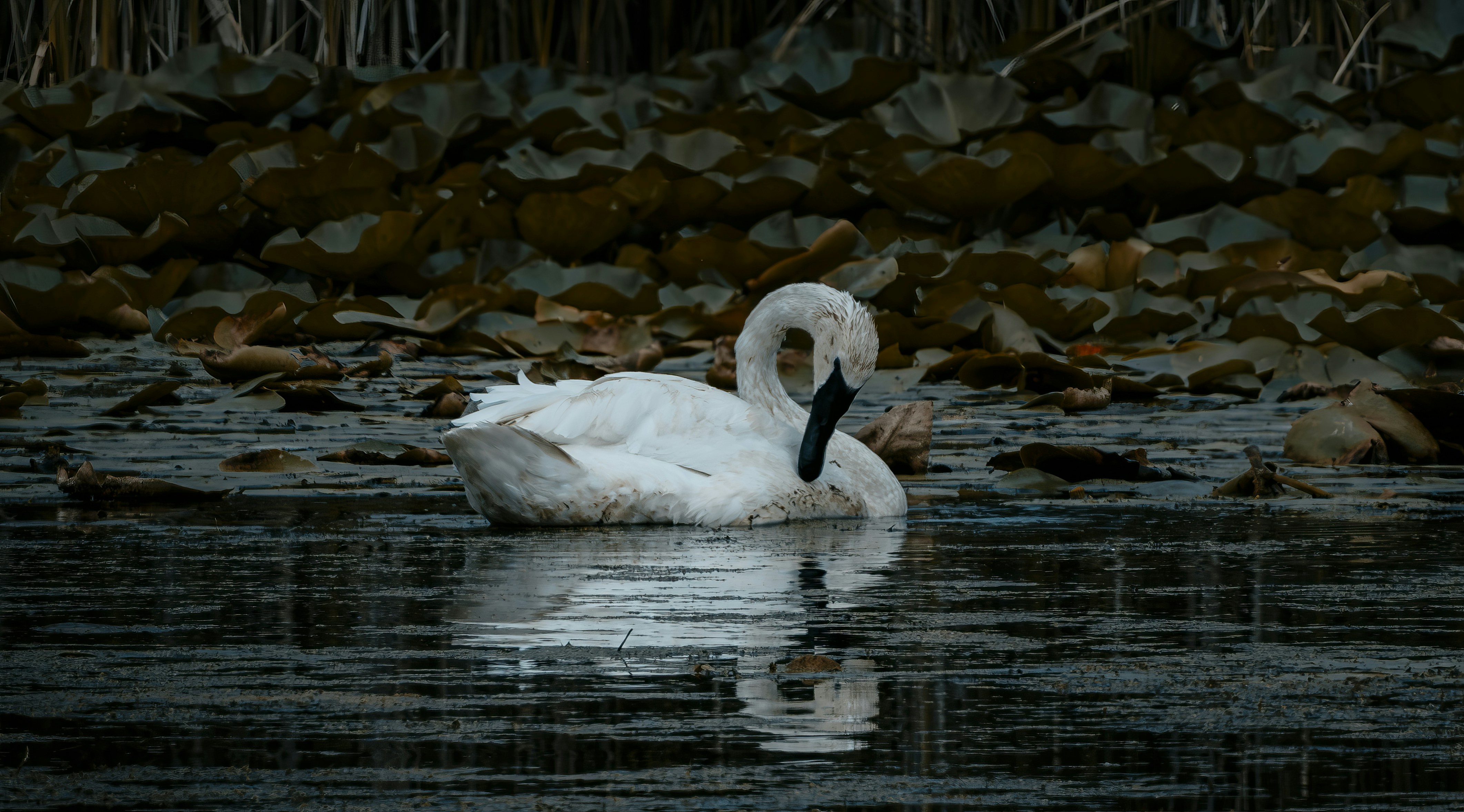 Elegant Swan in a Lúminous Marsh