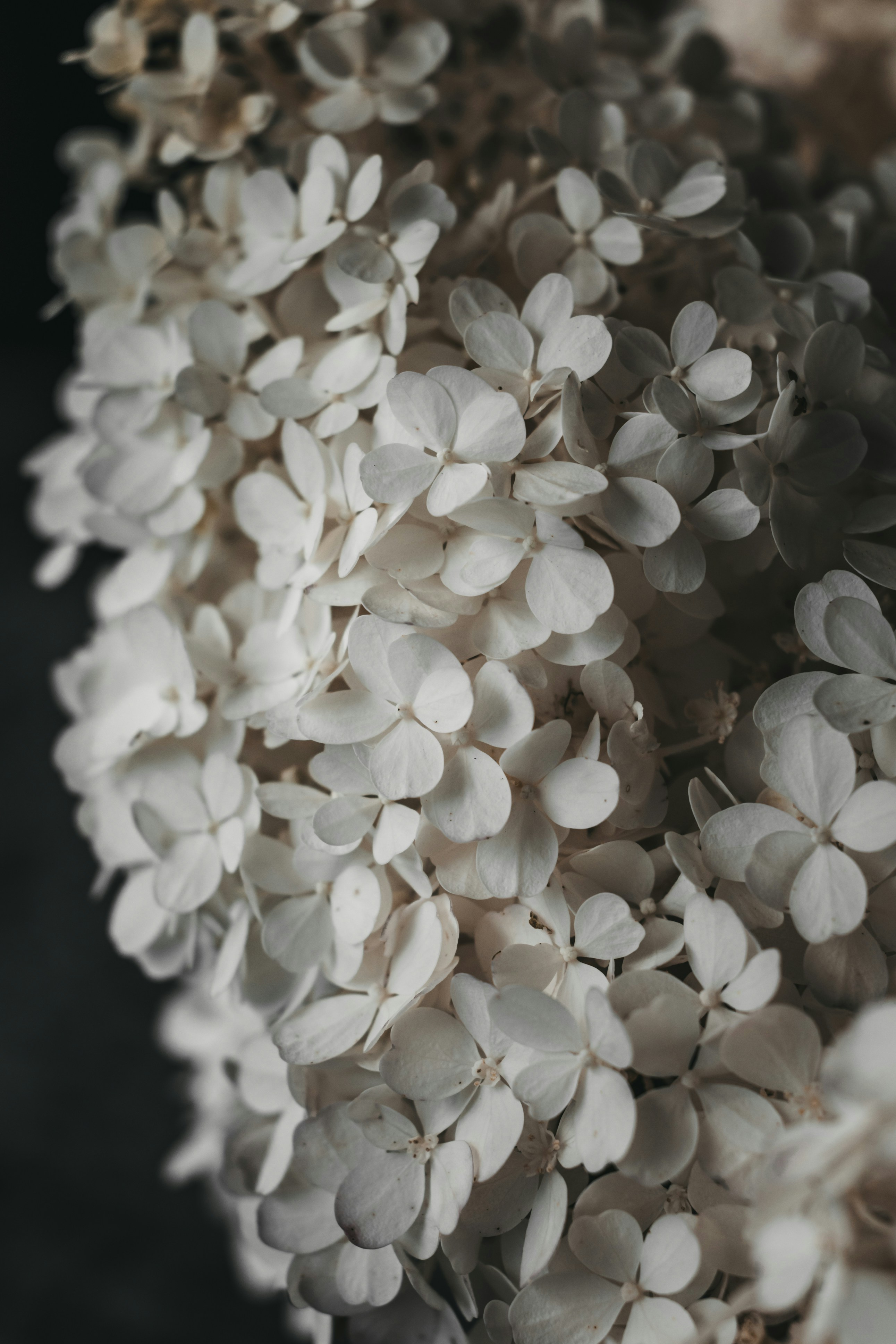 Soft Hydrangea Clusters in Subtle Evening Light