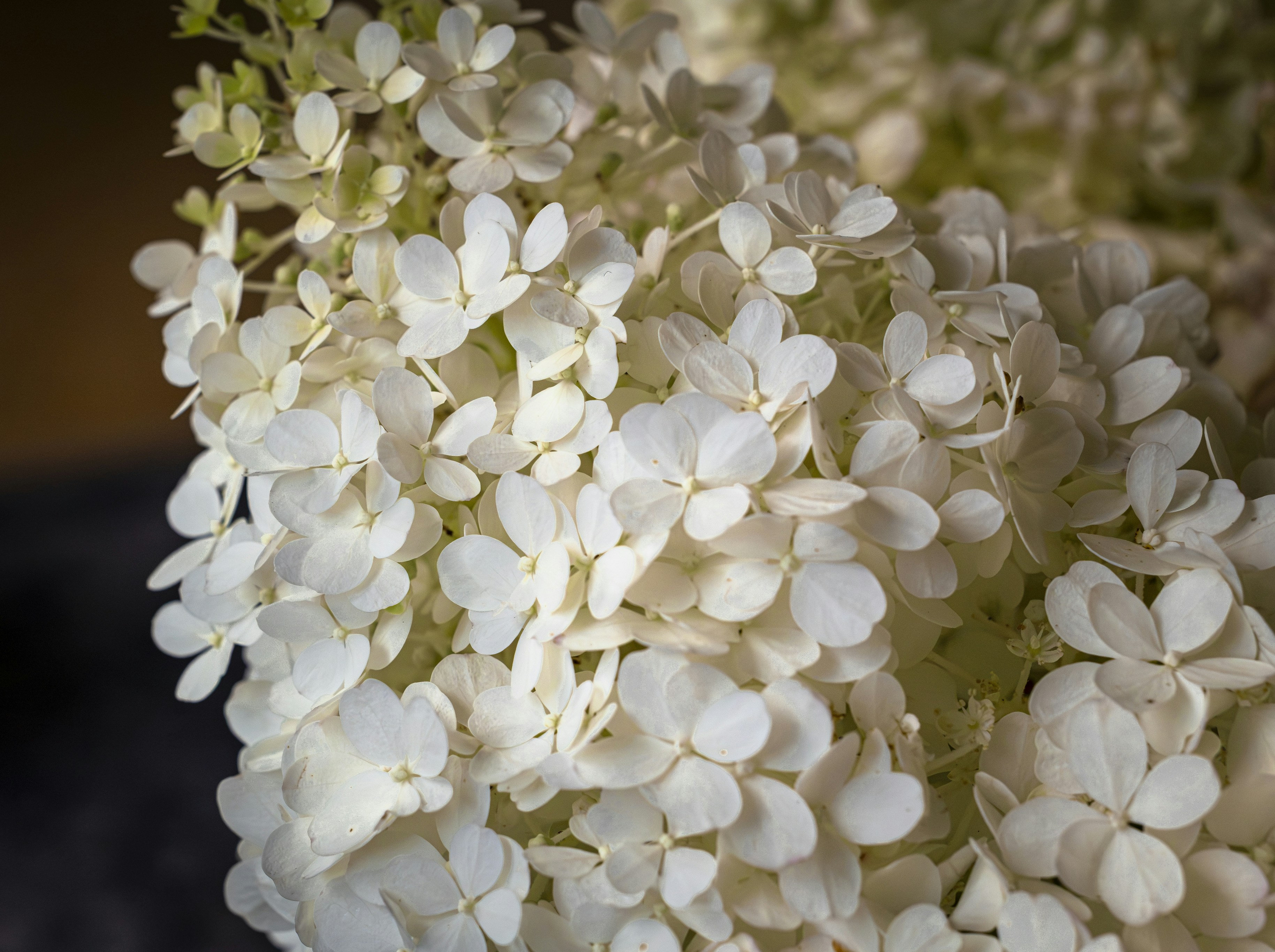 Whispers of White: Hydrangea Blooms in Soft Light