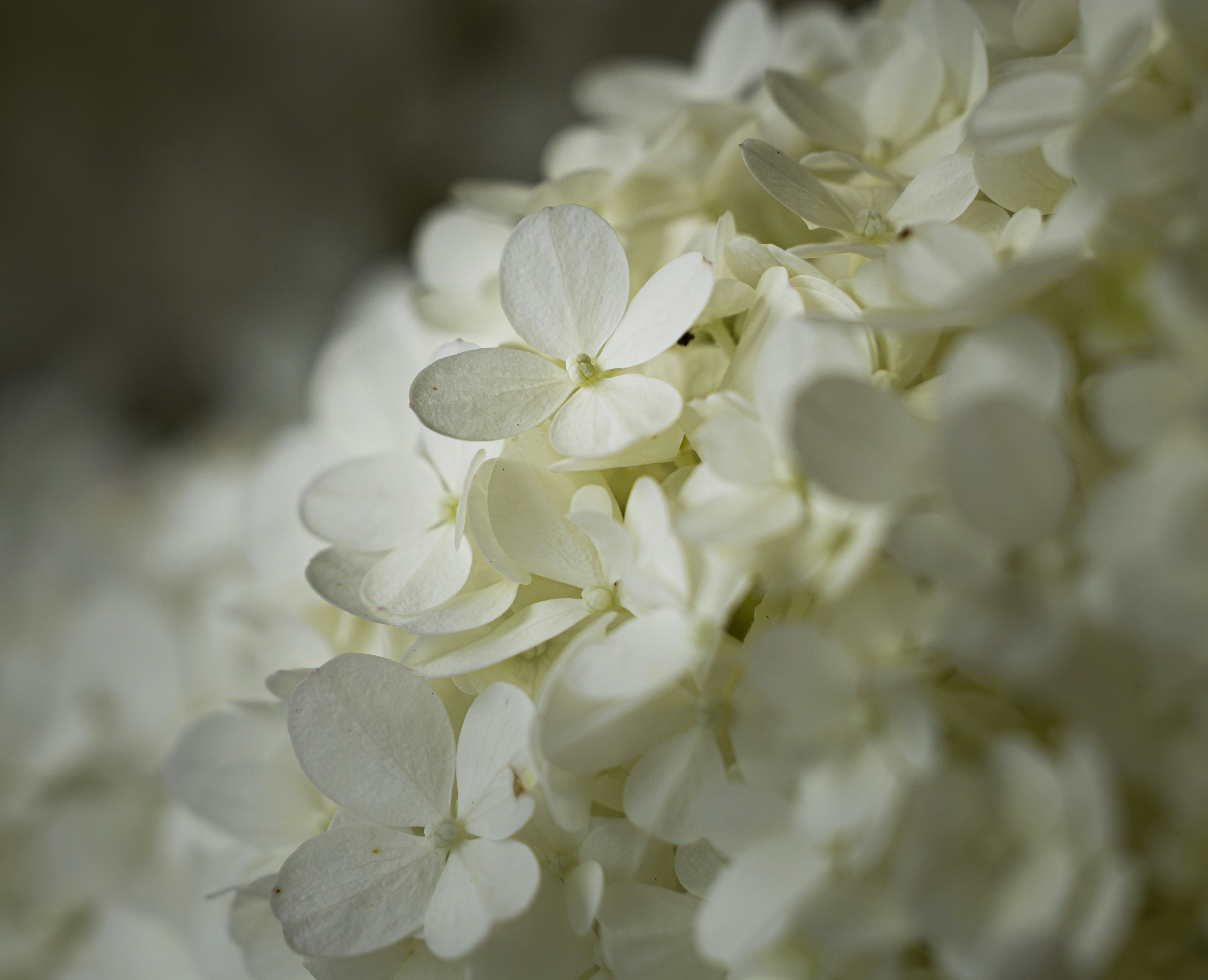 Soft white hydrangea bloom in a gentle glow
