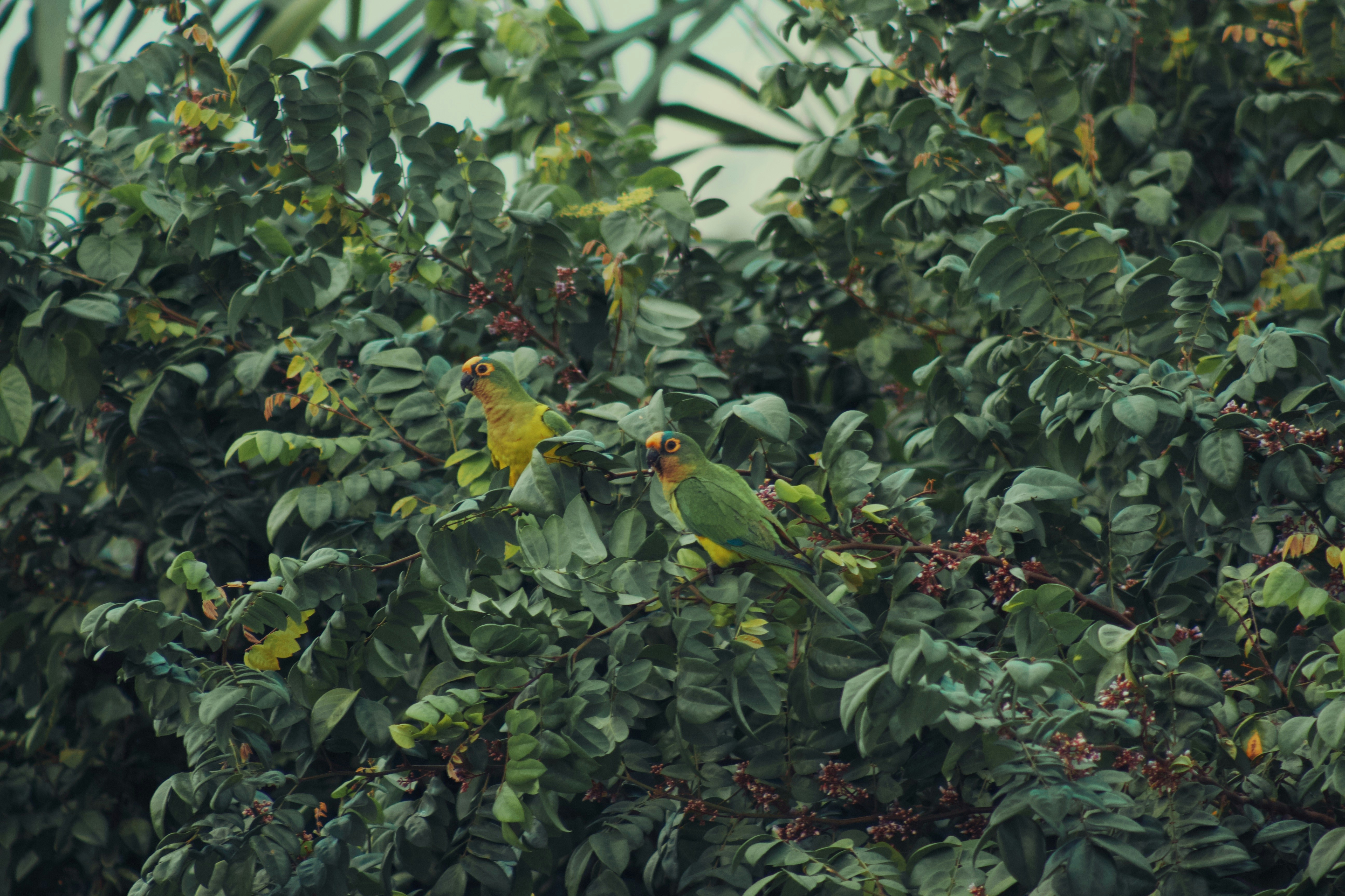 Two Green Parrots Amid Dense Foliage