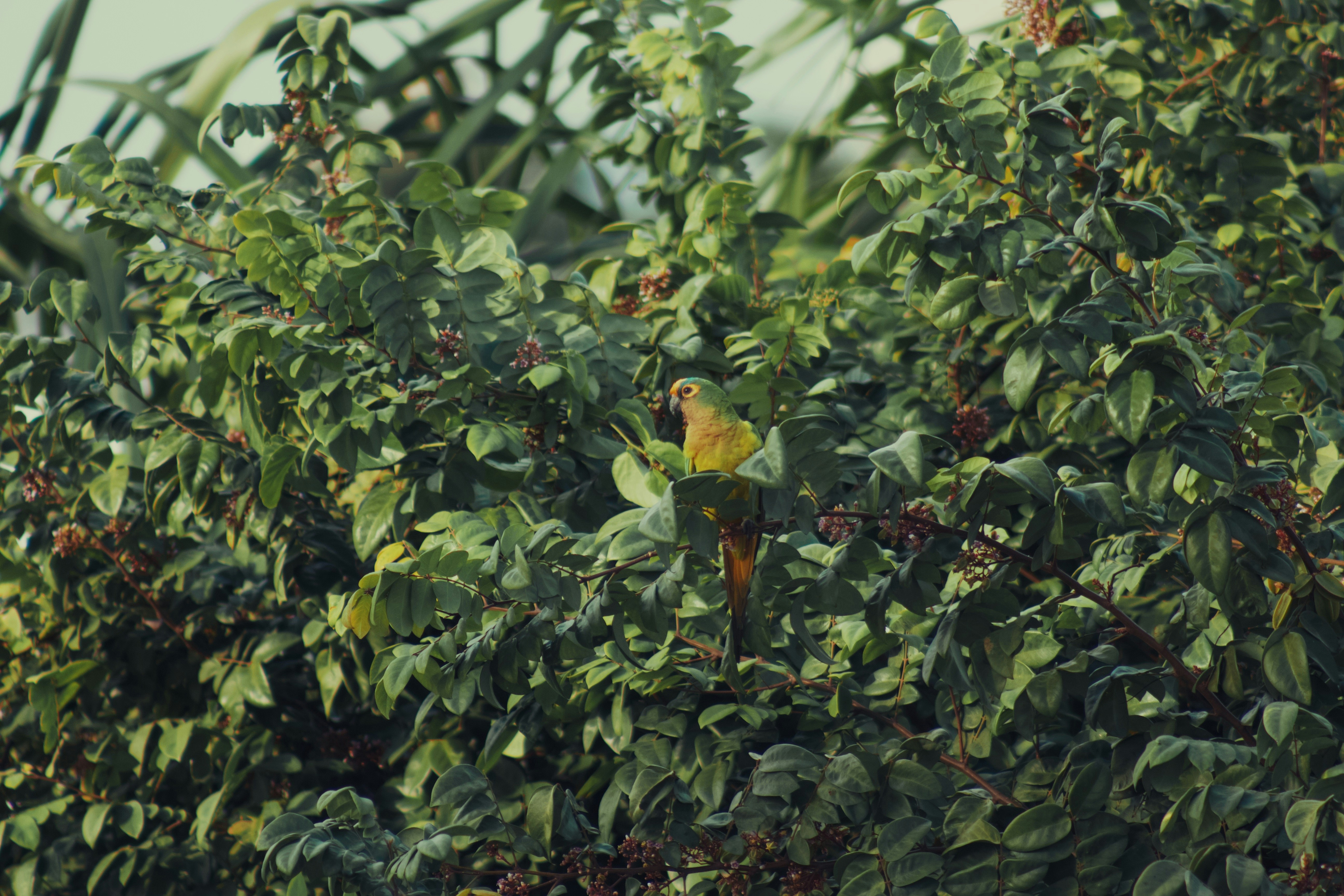 A small golden bird perched on a branch amid dense green foliage, framed by leafy branches in natural light. Suitable for nature or wildlife context; still photo.