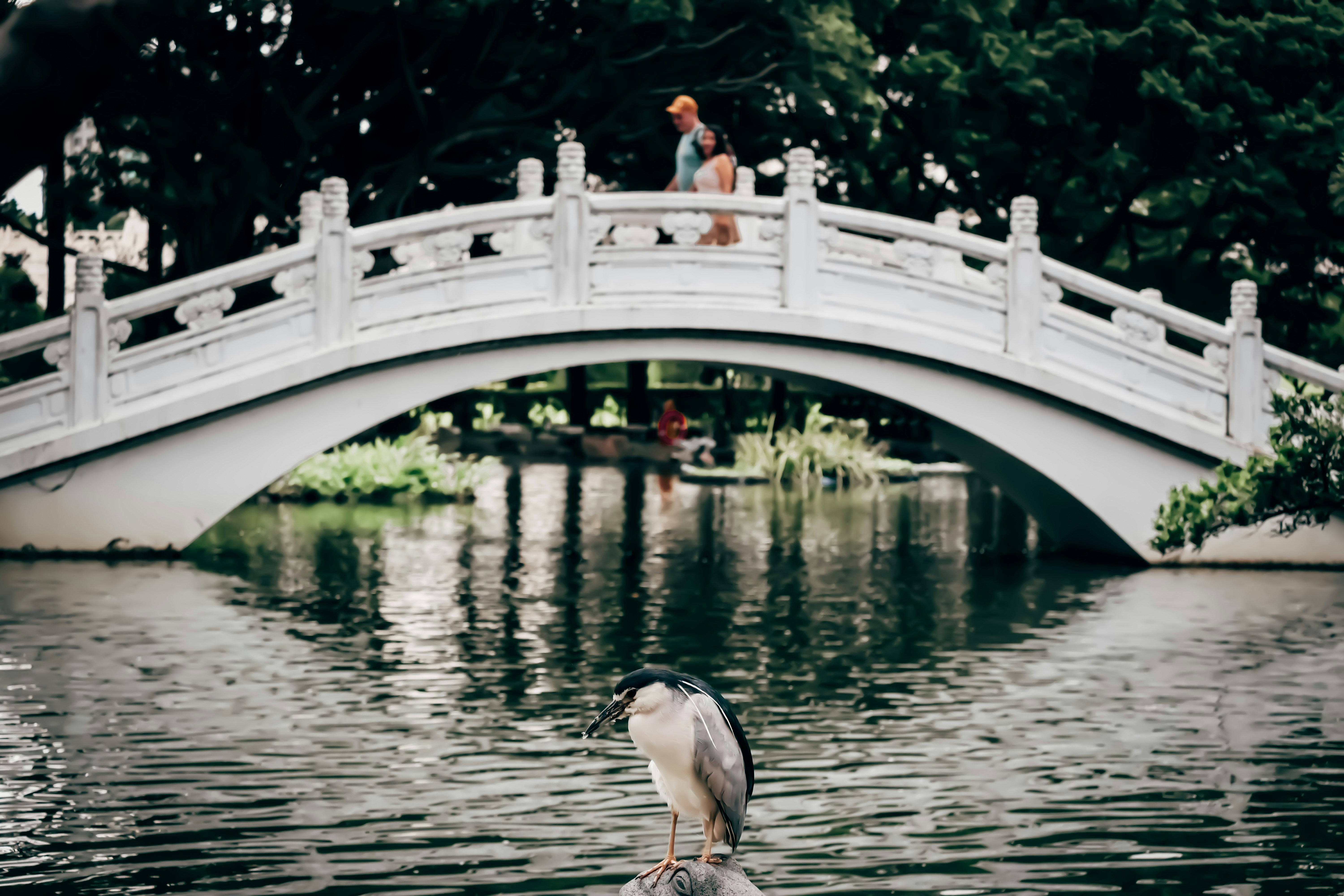 Heron on the Lake, Guardian of the Stone Bridge