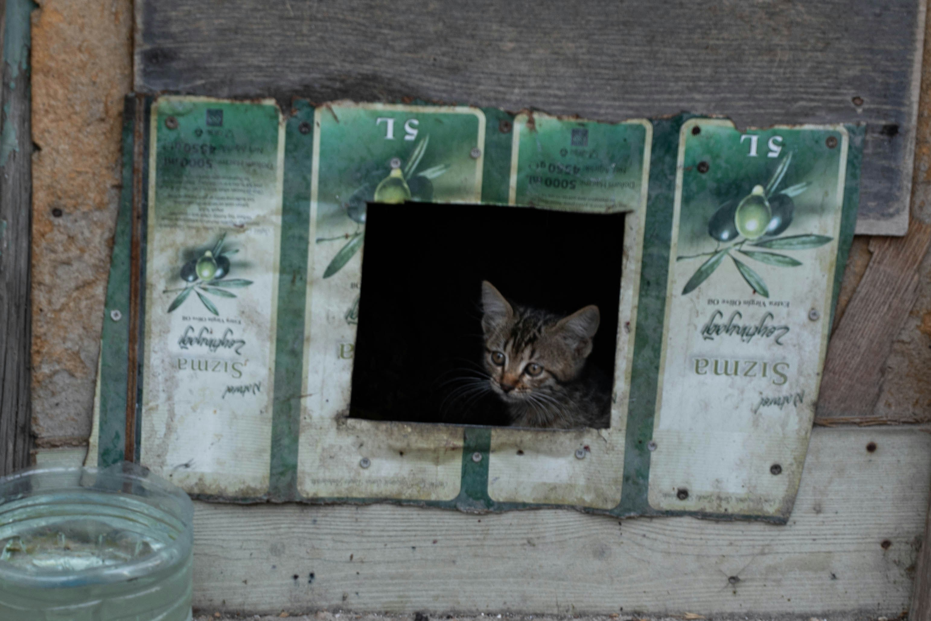 Hidden Cat in a Cardboard Shelter