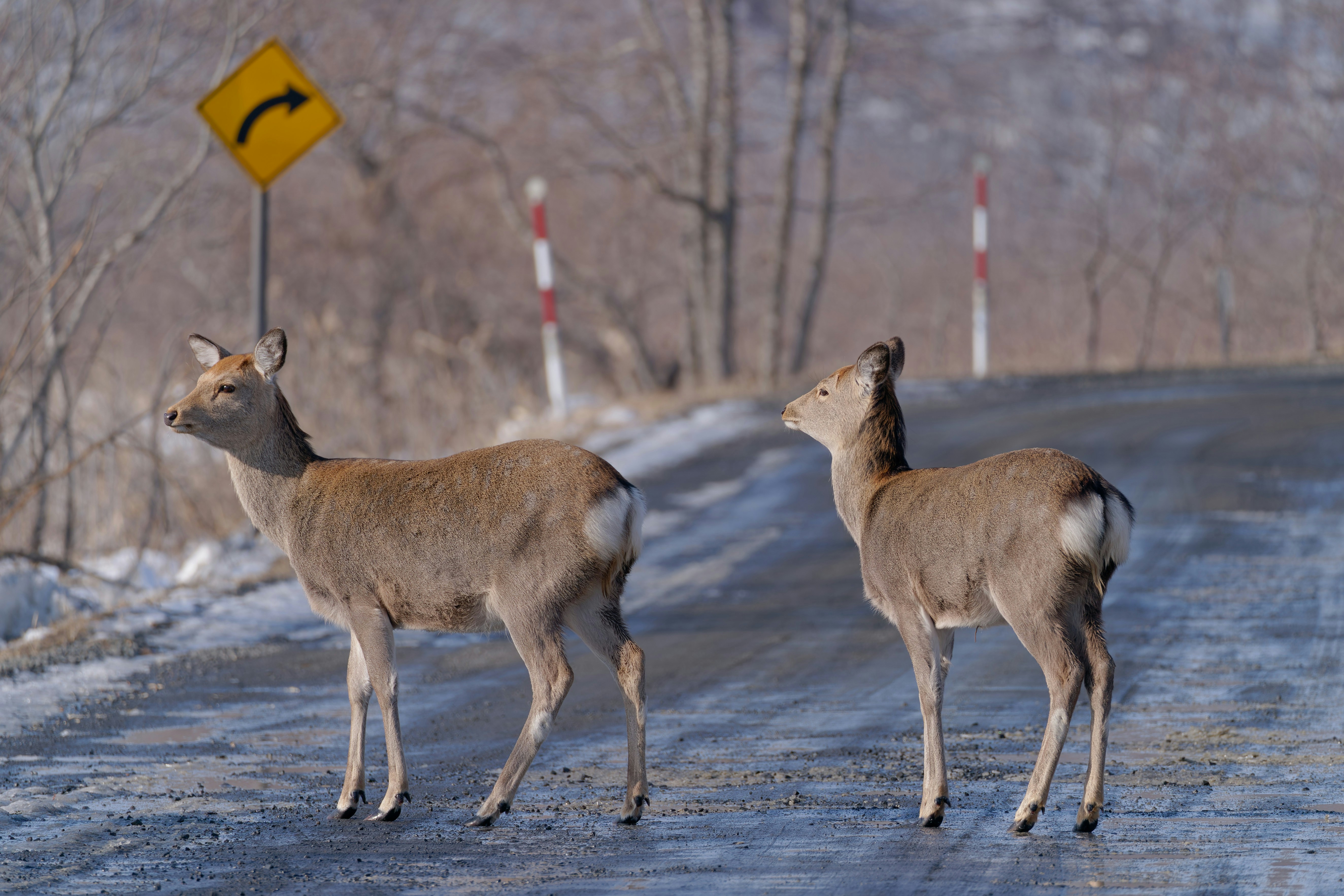 Crossroad Dawn: Two Whitetail Do Notch the Snowy Road