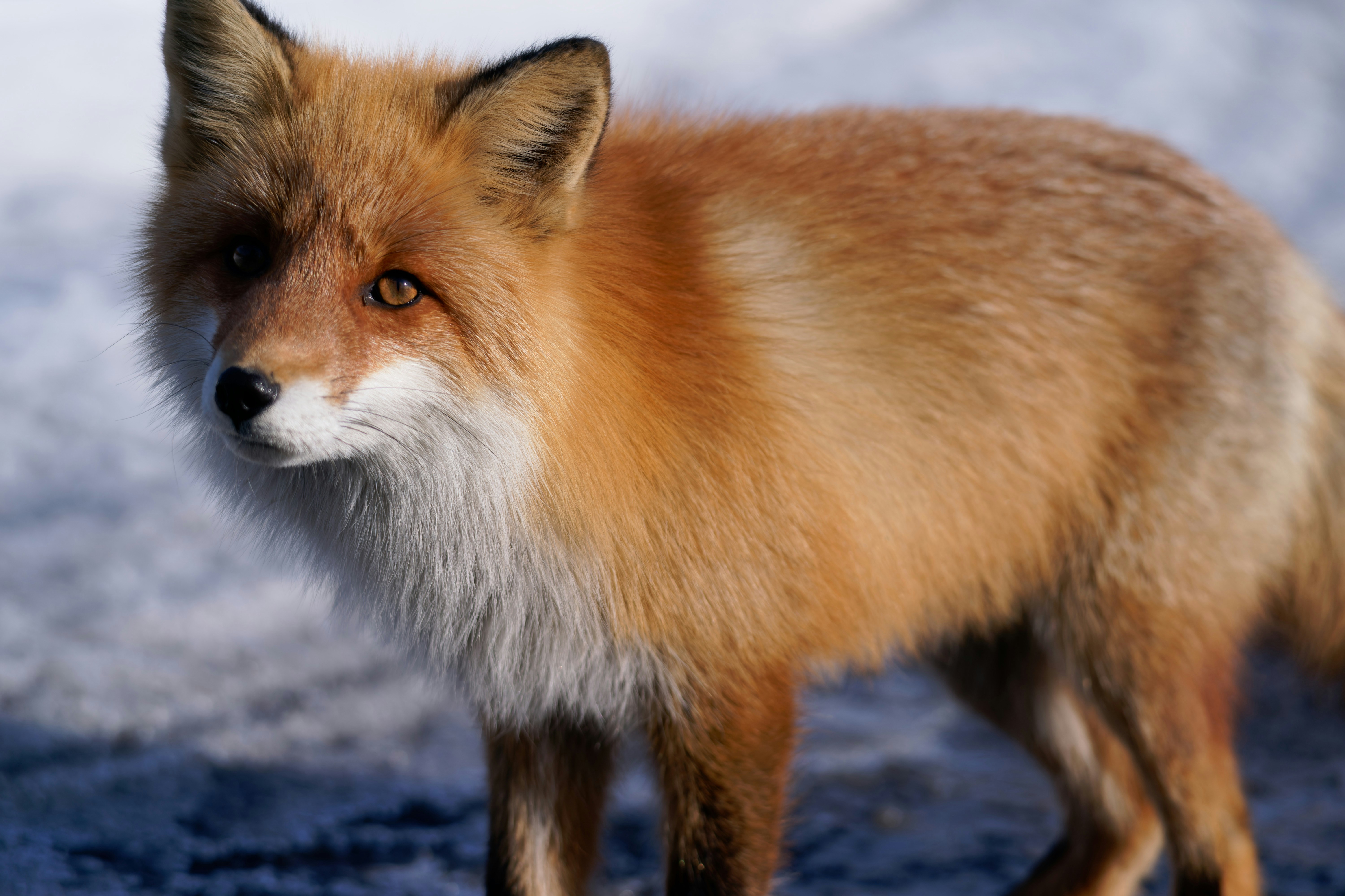 Red Fox in Soft Winter Light, Eyes Meeting the Frame