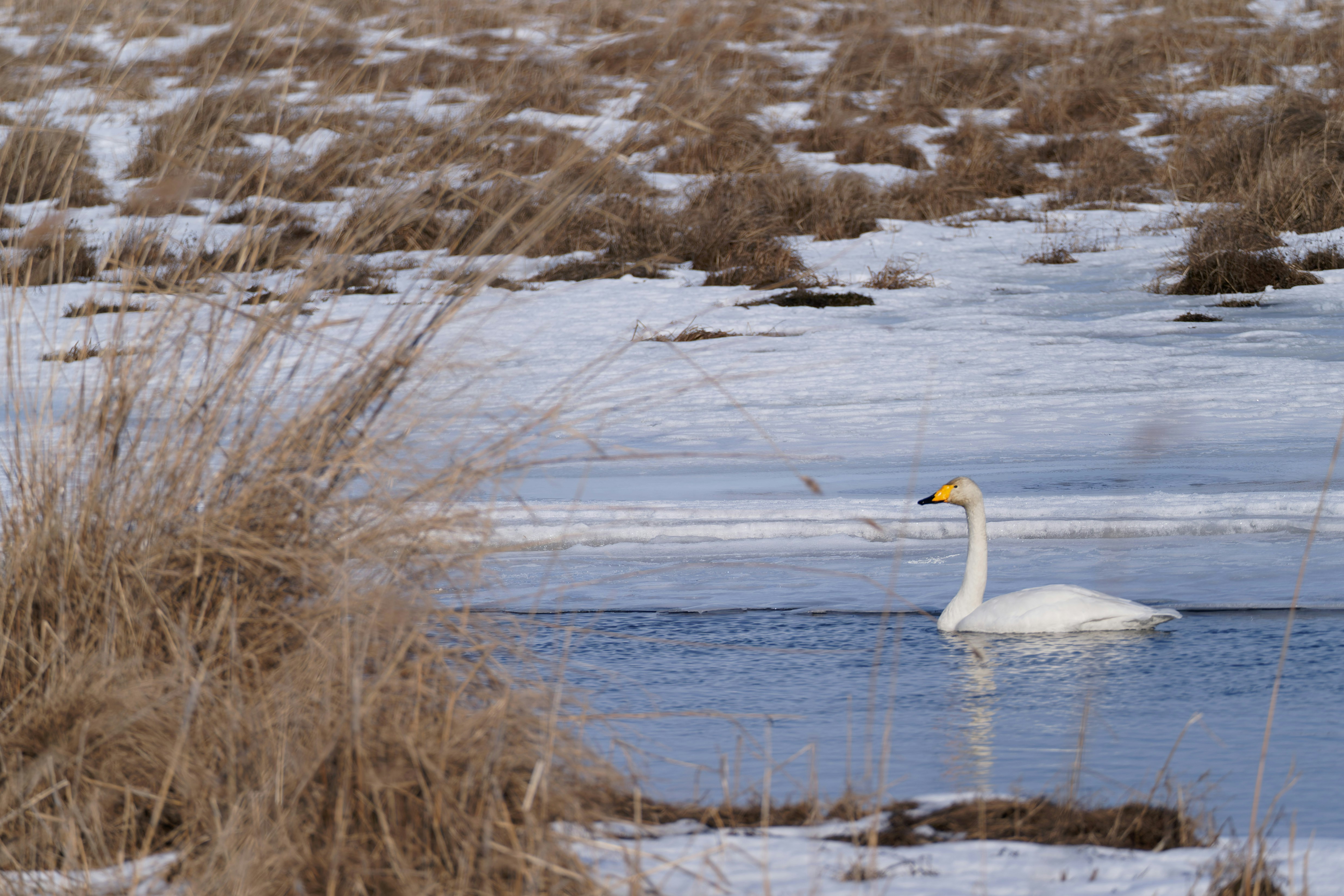 Gliding Sentinel: a lone swan on a pale, frozen stream