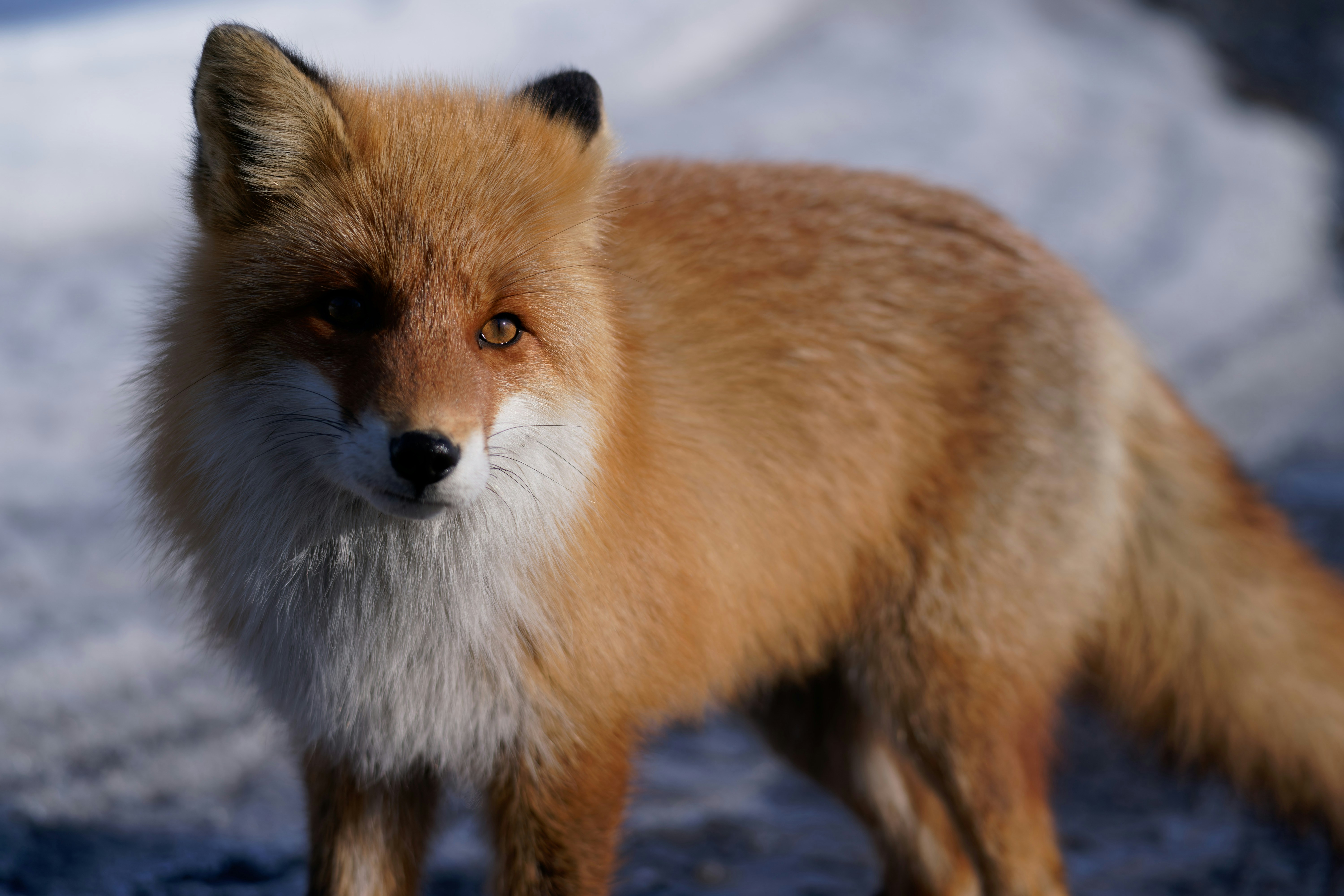 Fox in Frost: A wary gaze on winter’s edge