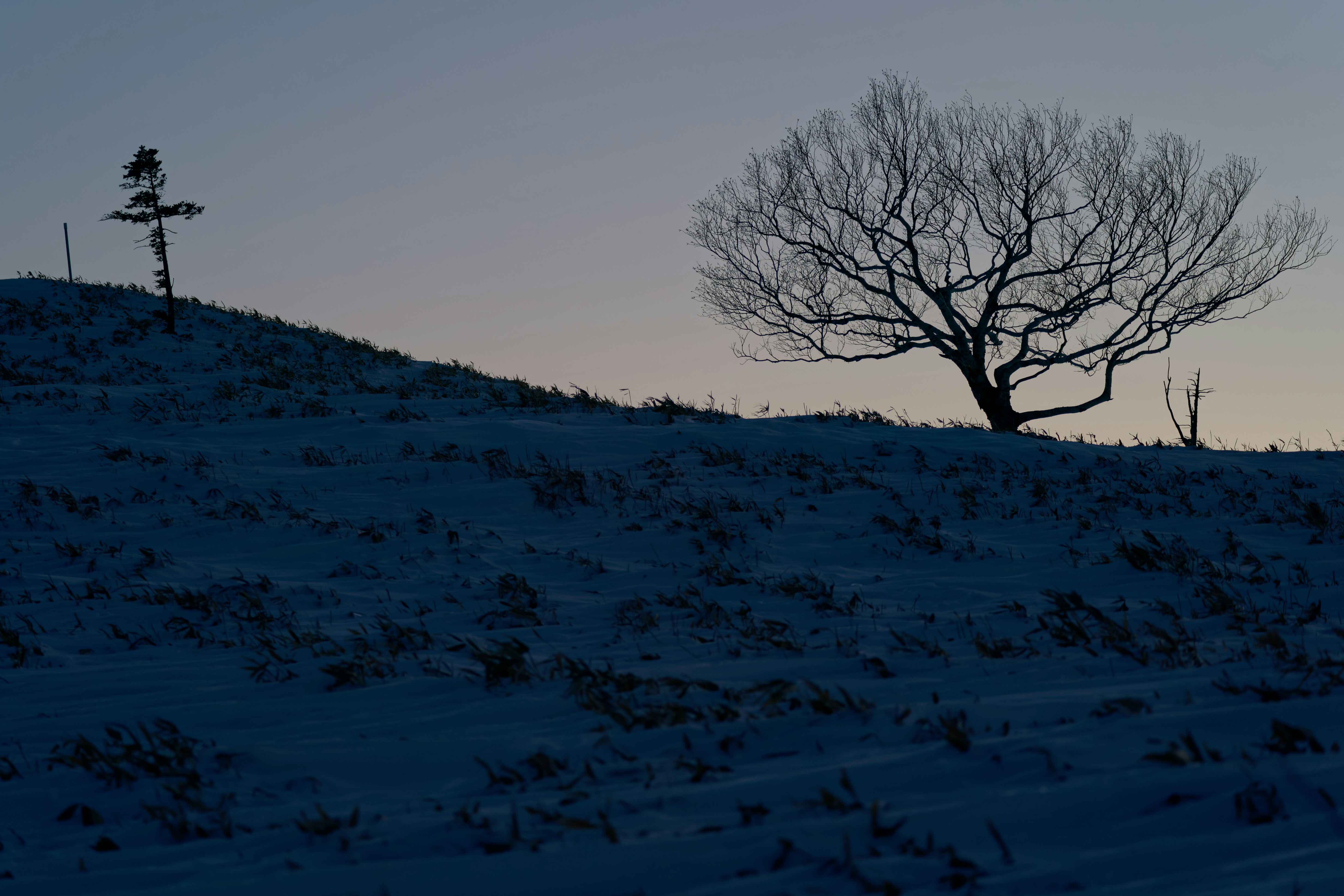 Winter Silhouette: A Lone Tree on a Sloping Ridge at Dusk