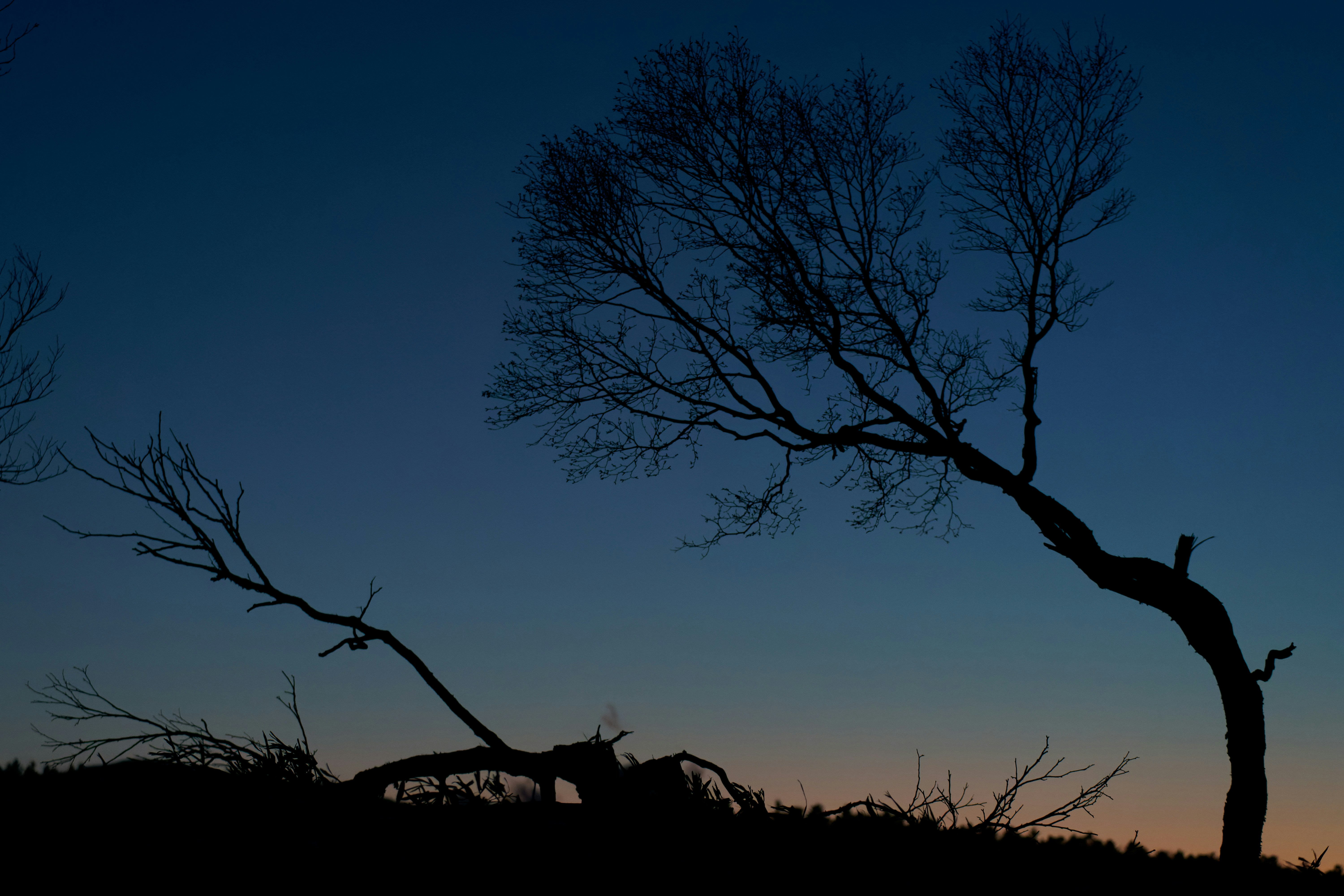 Silhouette Sentinel at Dusk