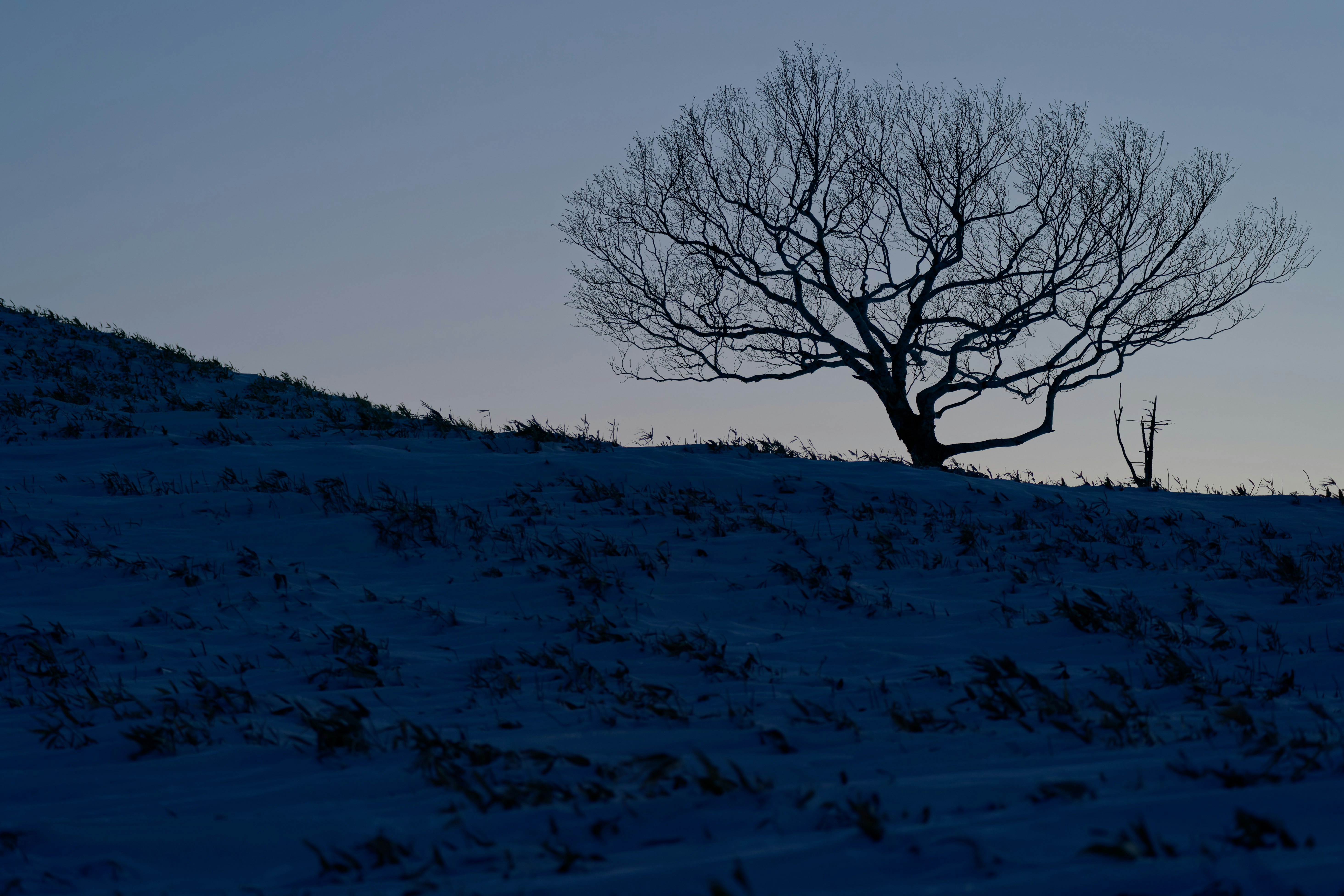 Snowlit Silhouette: The Lone Tree on a Quiet Slope
