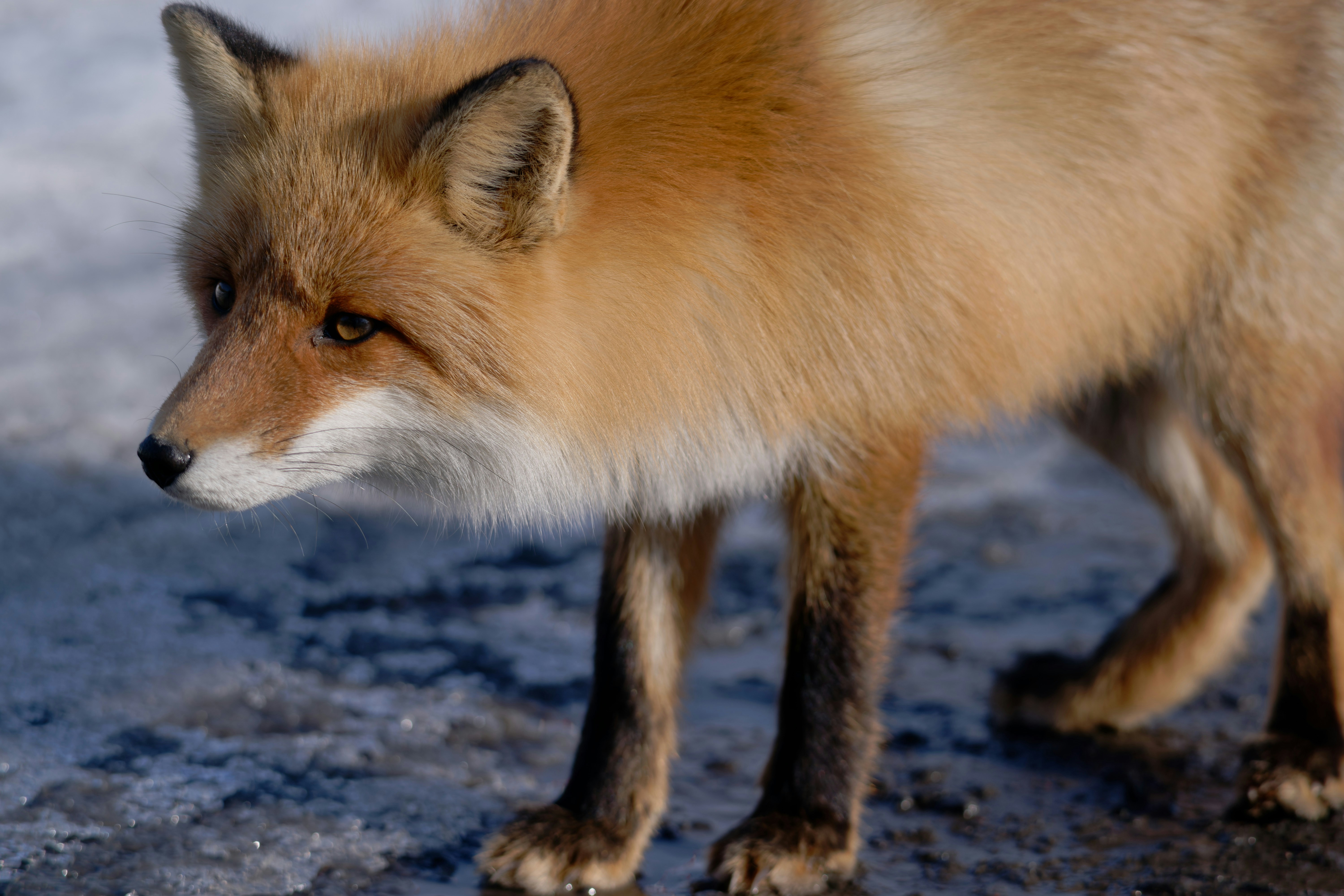 Red Fox Pausing in a Frosty Edge
