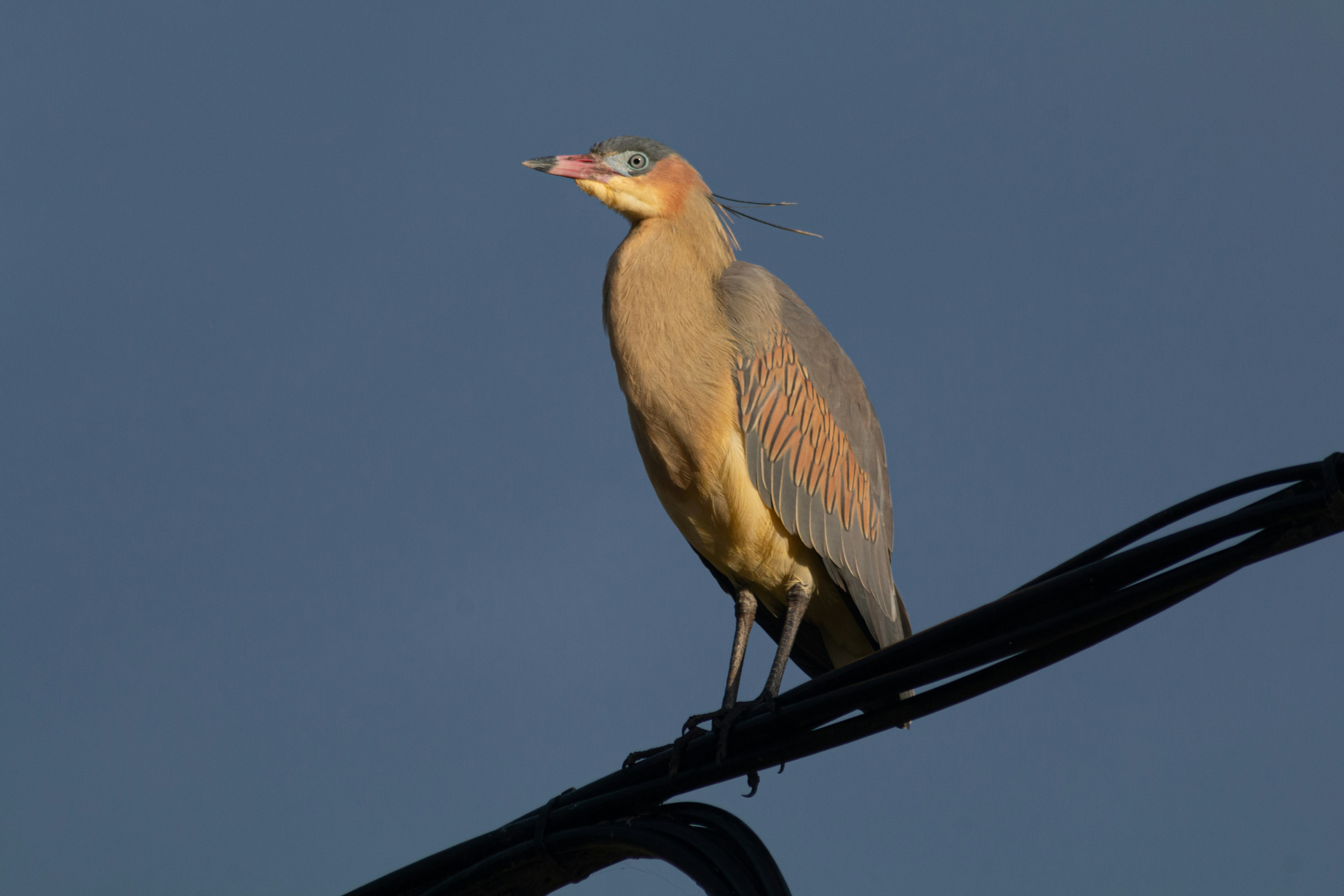 Heron perched along a curved wire against a clear blue sky, showcasing its profile and plumage detail.