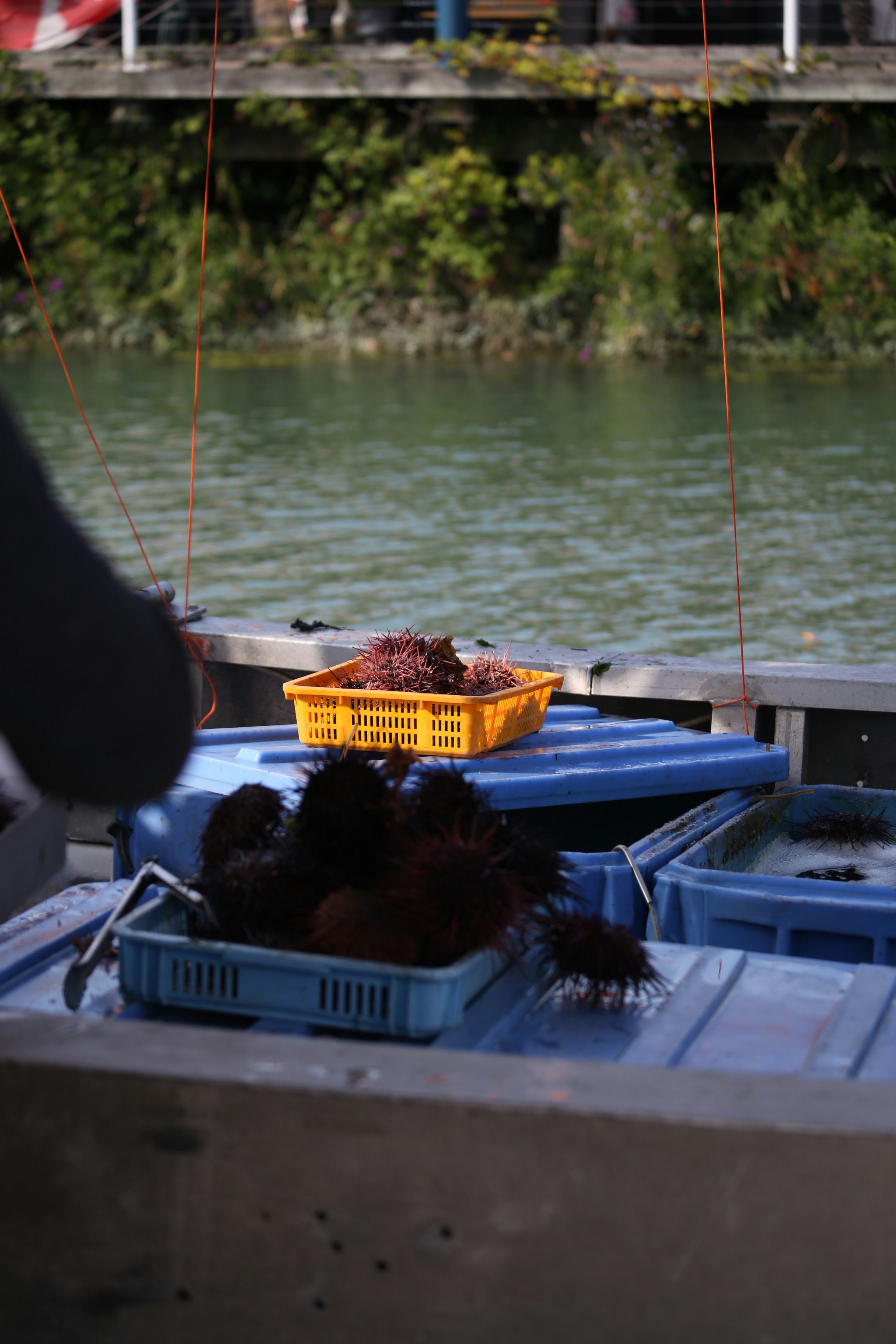 Basket of Sea Urchins Amid Blue Crates by Riverside Wharf