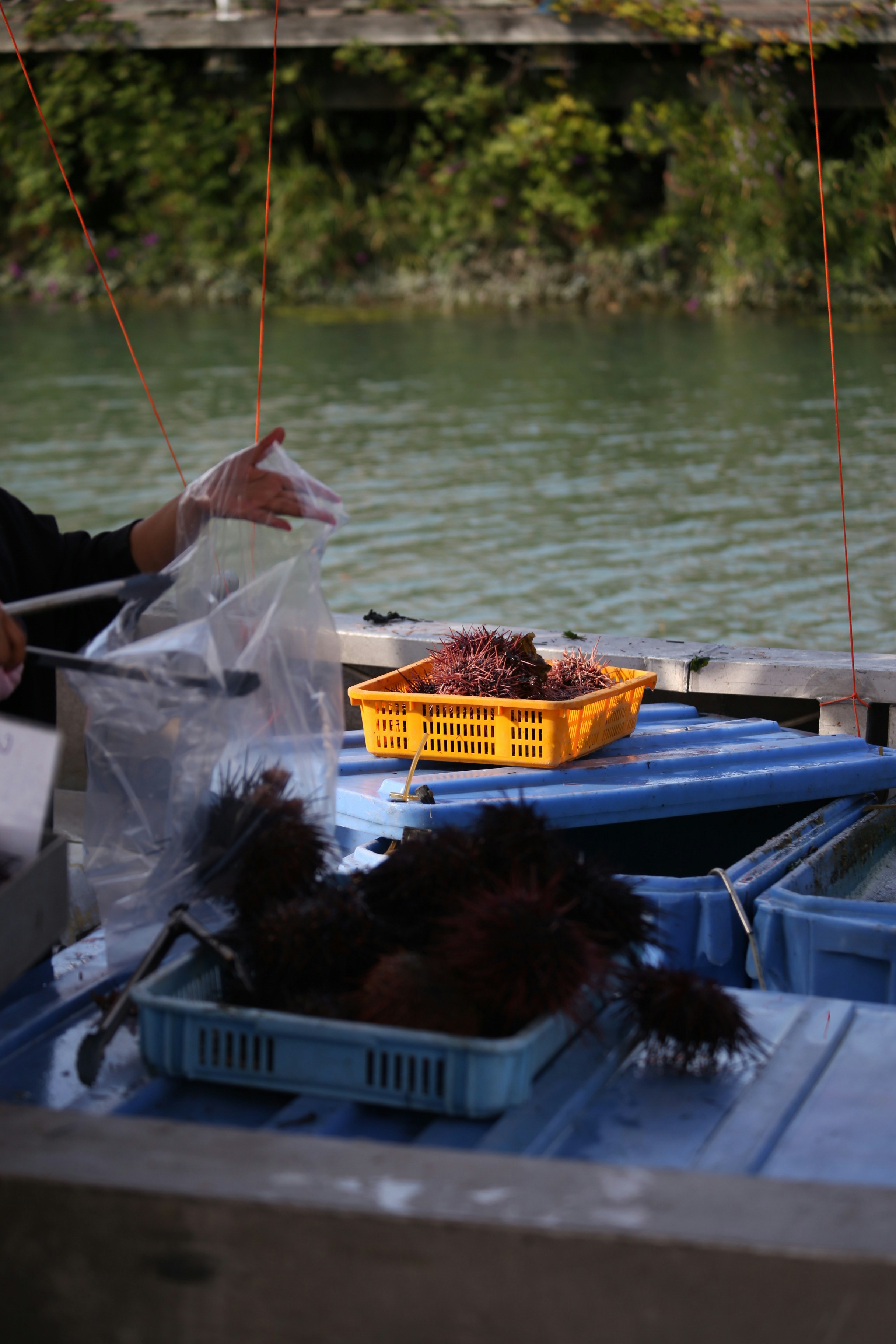 Basket of Sea Urchins on a Dock Between Water and Gear