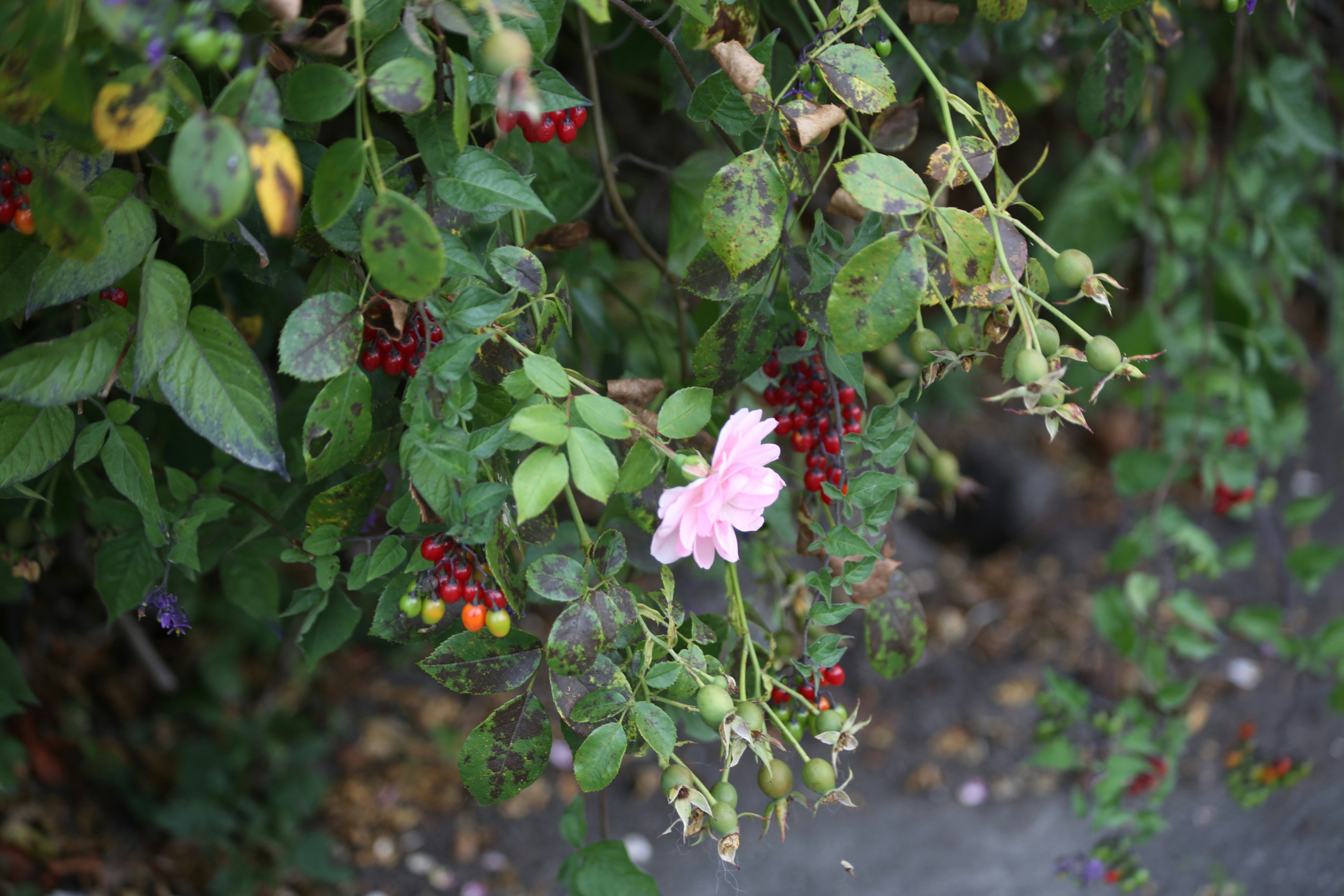Pink flower nestled among green leaves and red berries in a garden bed, captured with natural light to emphasize texture and color. A photographic still life.