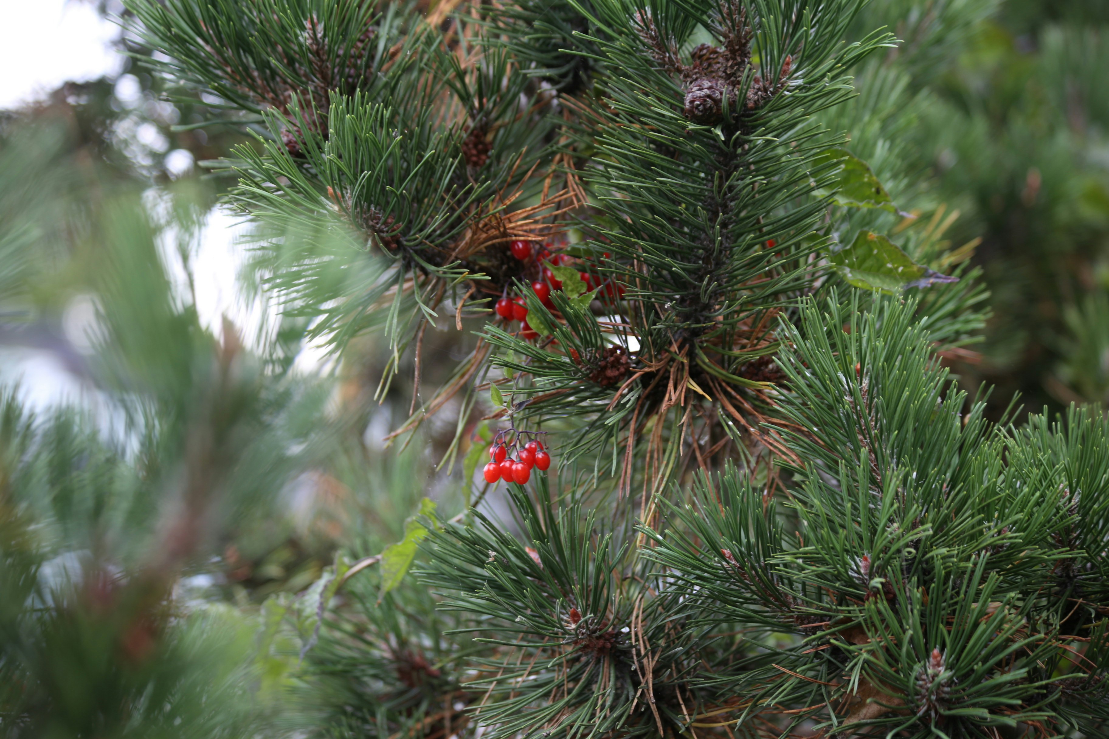 Red Berries Amid Pine Needles: a Quiet Winter Moment
