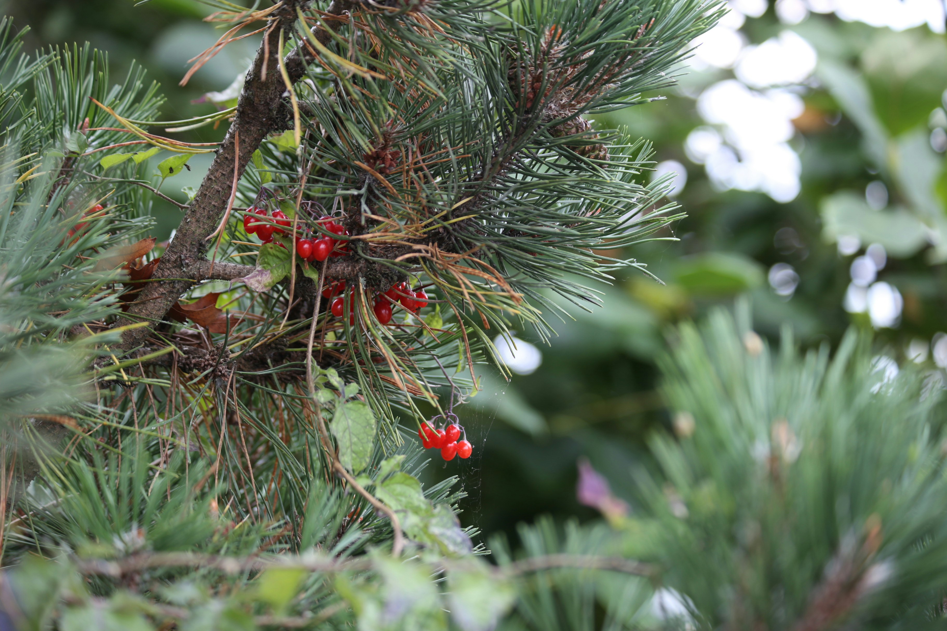 Red Berries Among Pine Needles