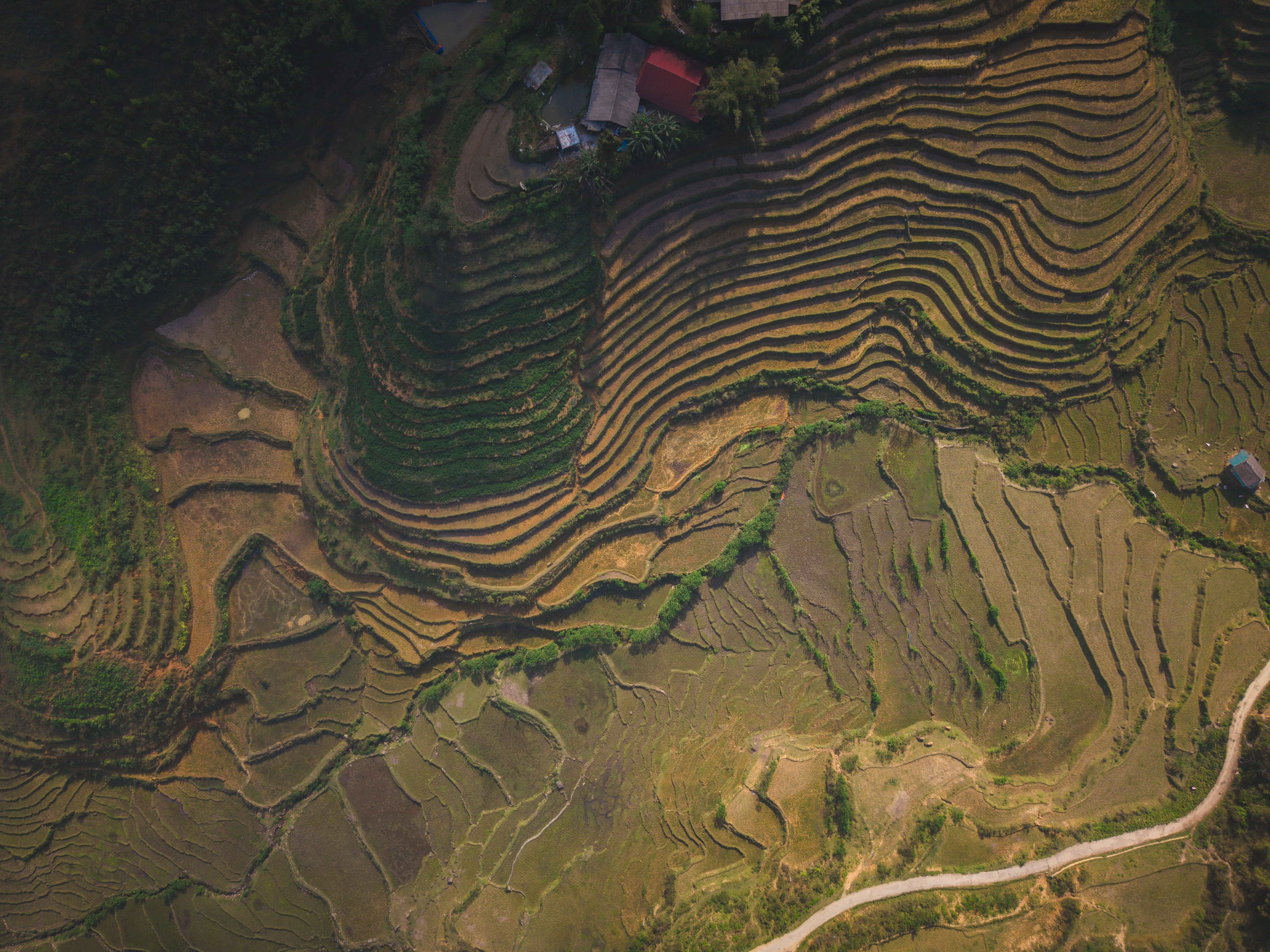 Terraced Valley: Golden Steps of Light on Terraces