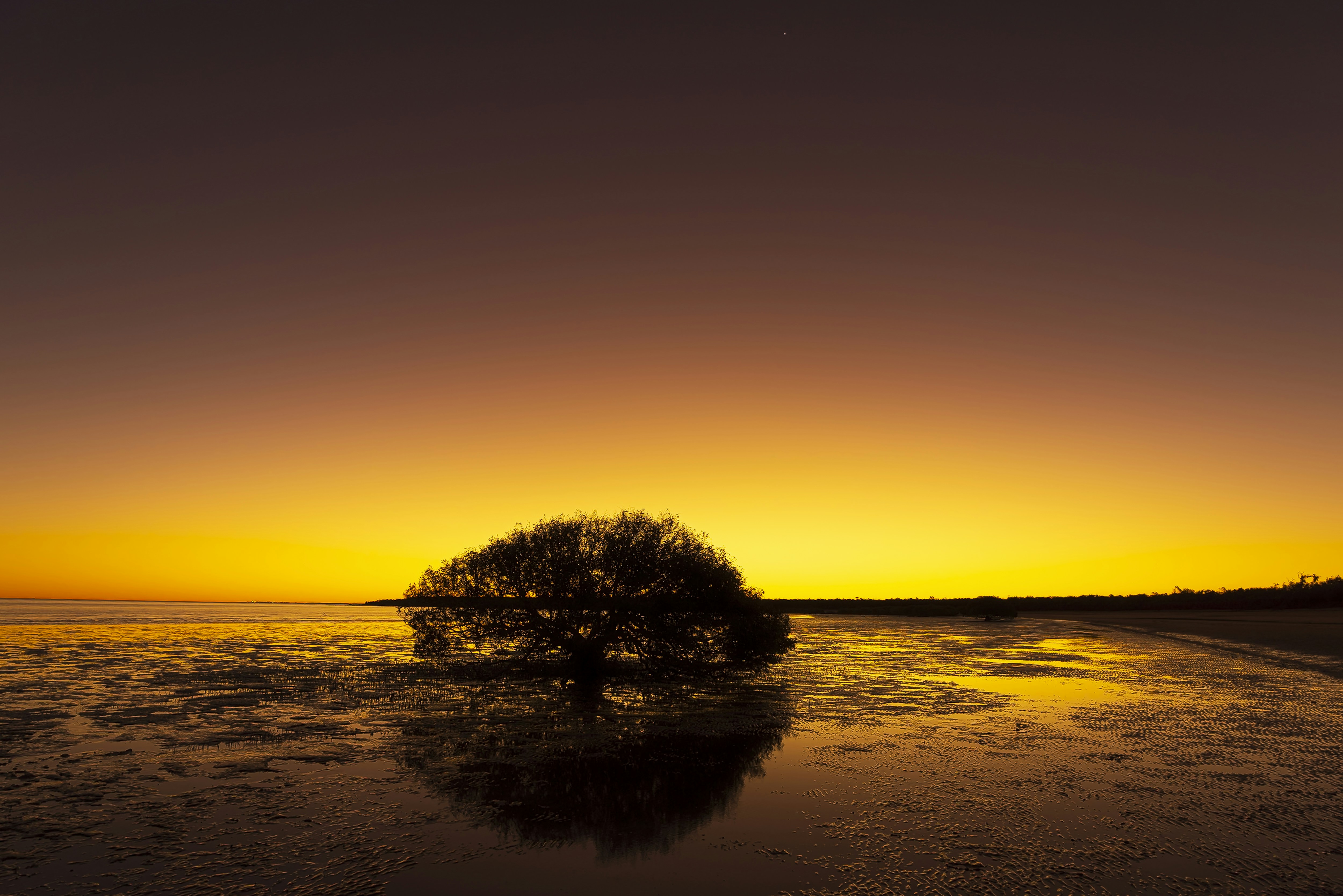 Silhouetted Tree at Dusk: Echoes of a Golden Shore
