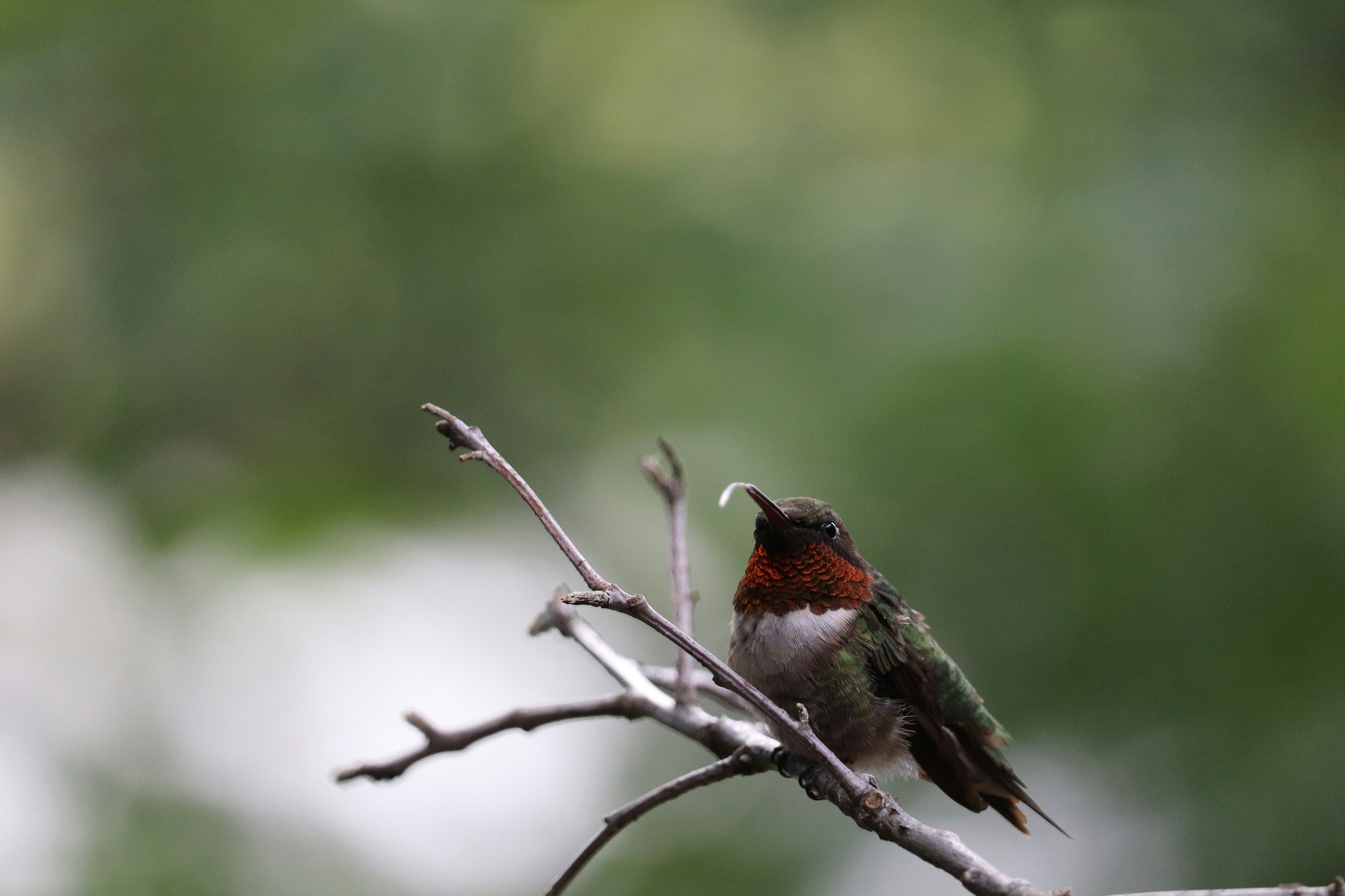 Ruby-throated Hummingbird perches on a thin branch