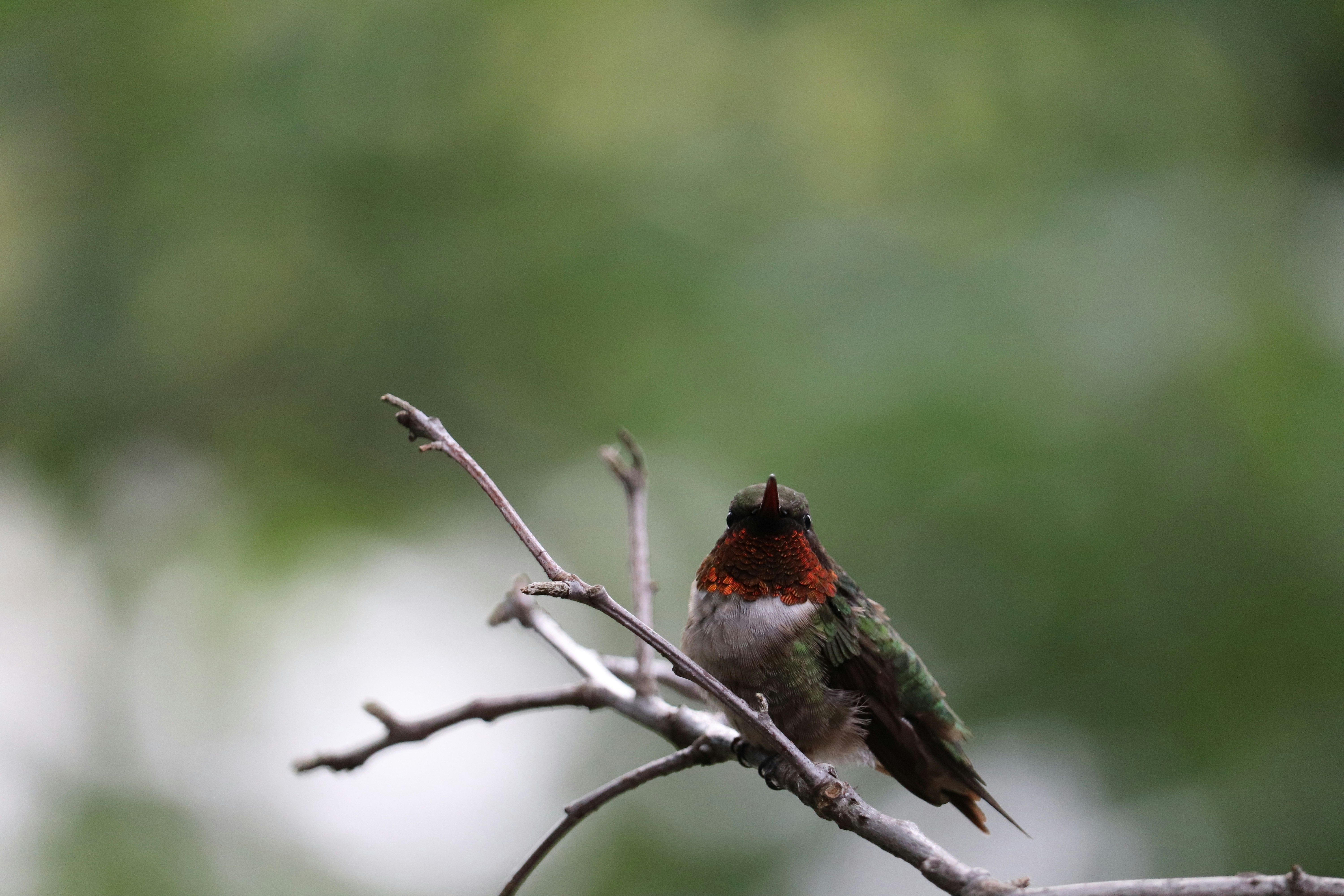 Hummingbird Perched on a Bare Twig