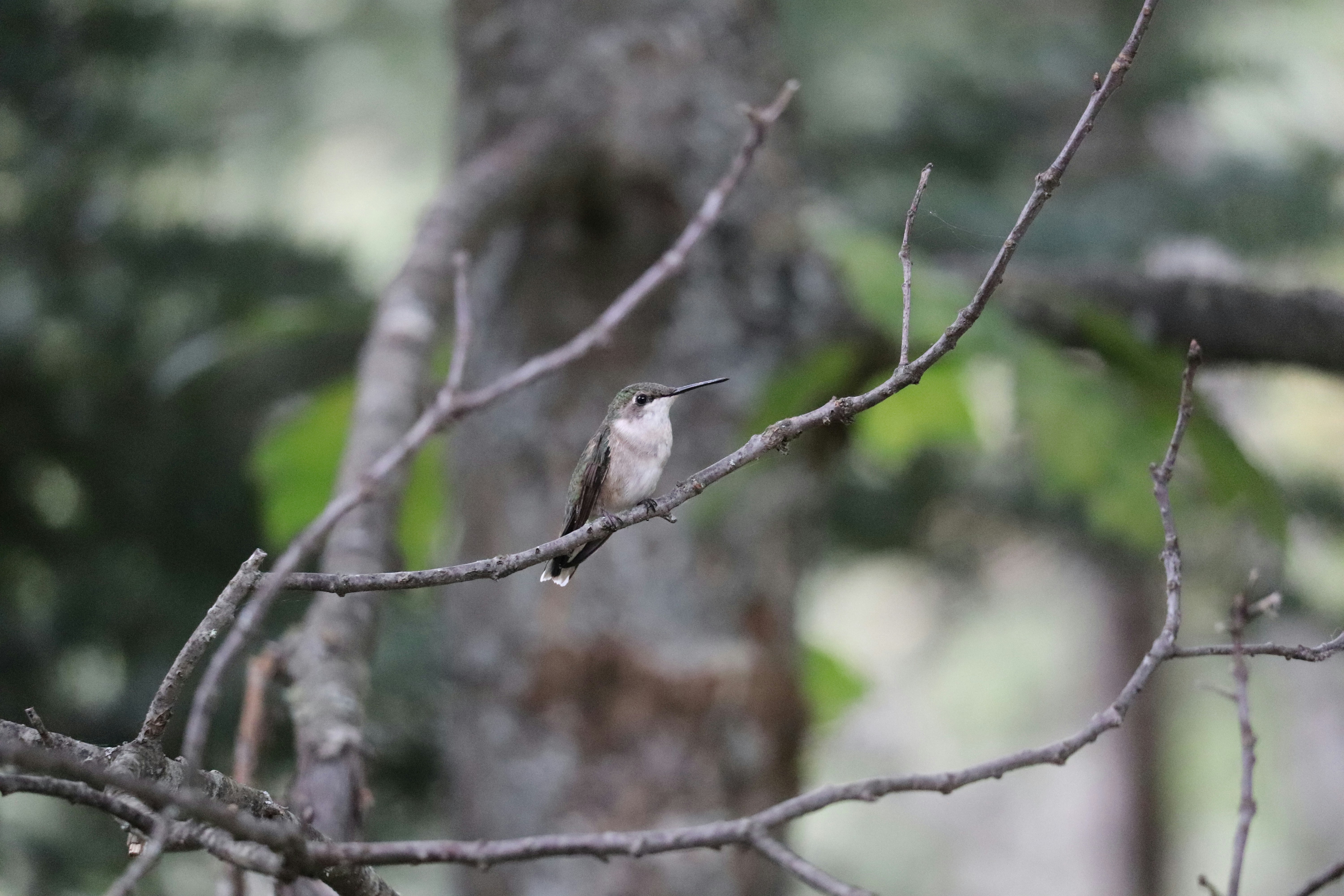 Silent Perch: A Small Hummingbird Stilled on a Branch