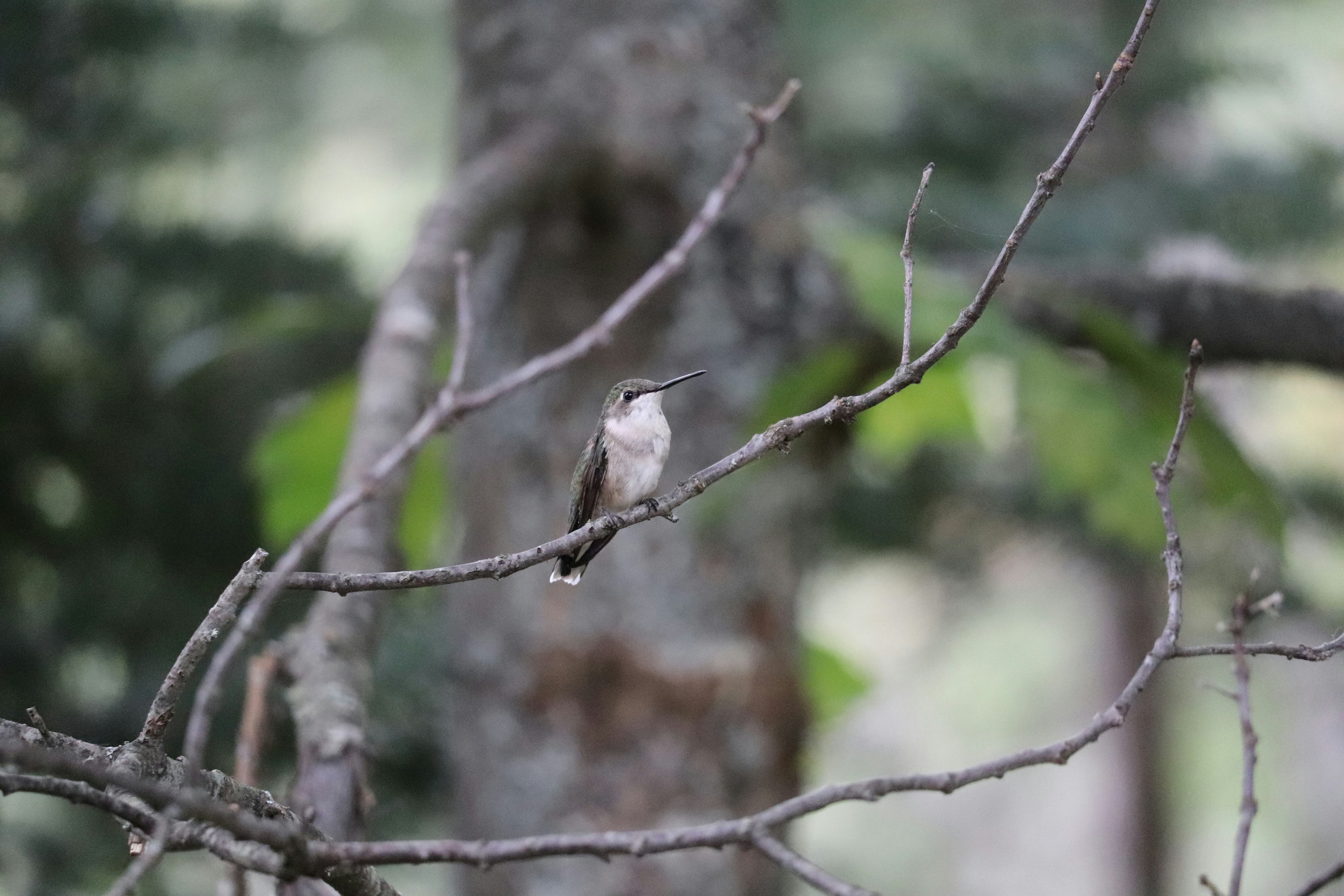 Little Park Singer Anchored on a Bare Branch
