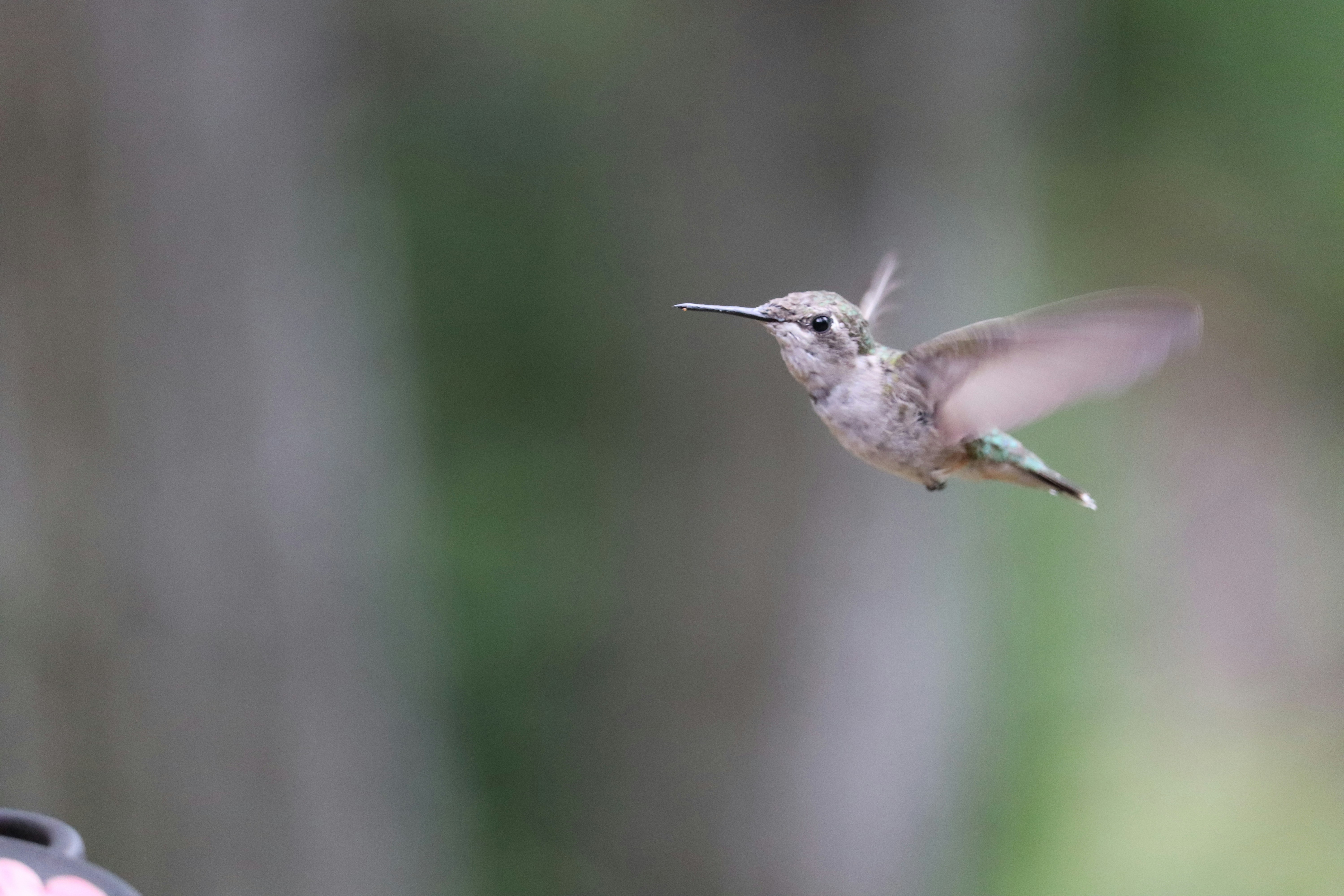 Hummingbird in mid-hover: a sharp glimpse of a tiny moment