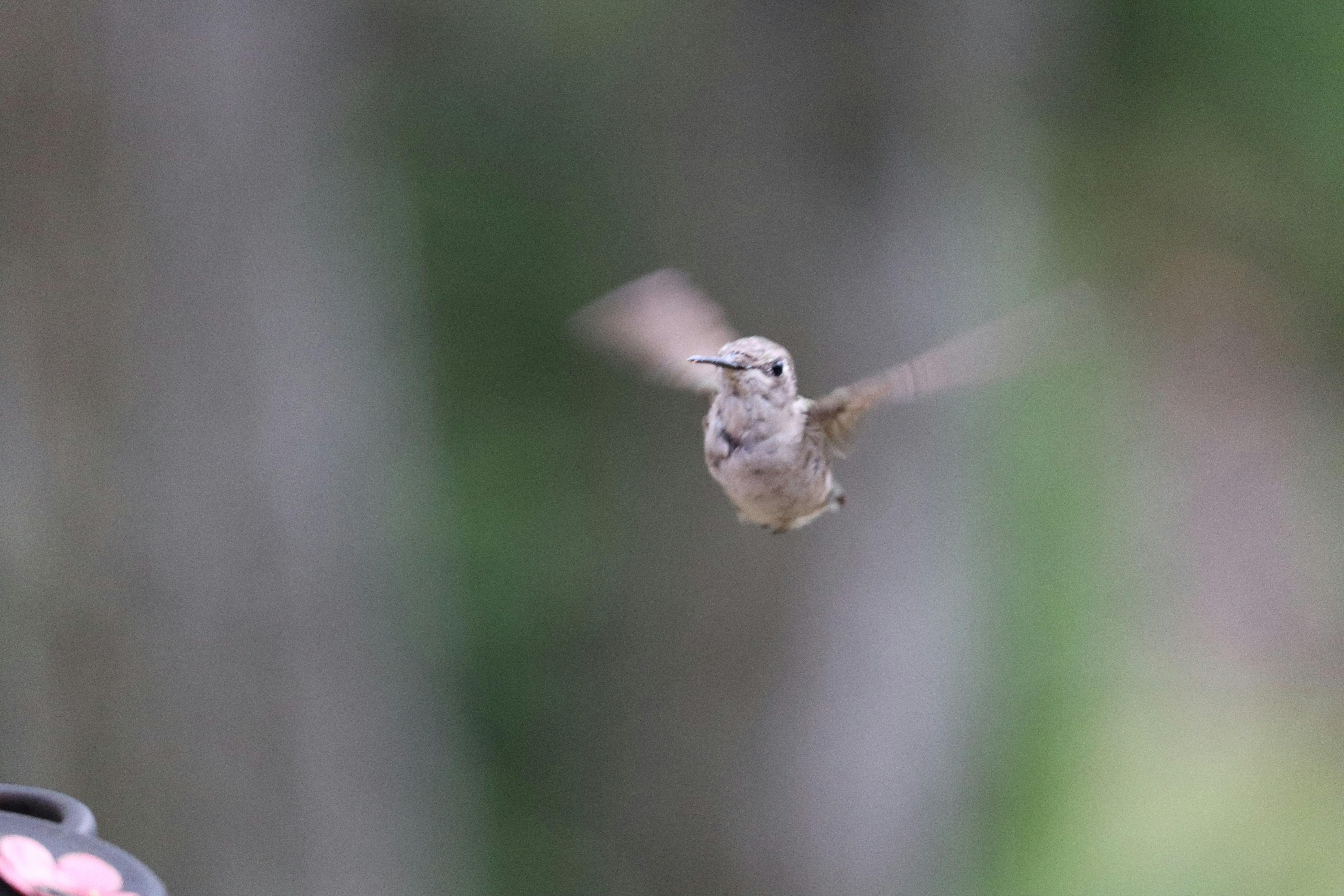 Hummingbird Suspended in Blur: A Fleeting Moment in the Garden