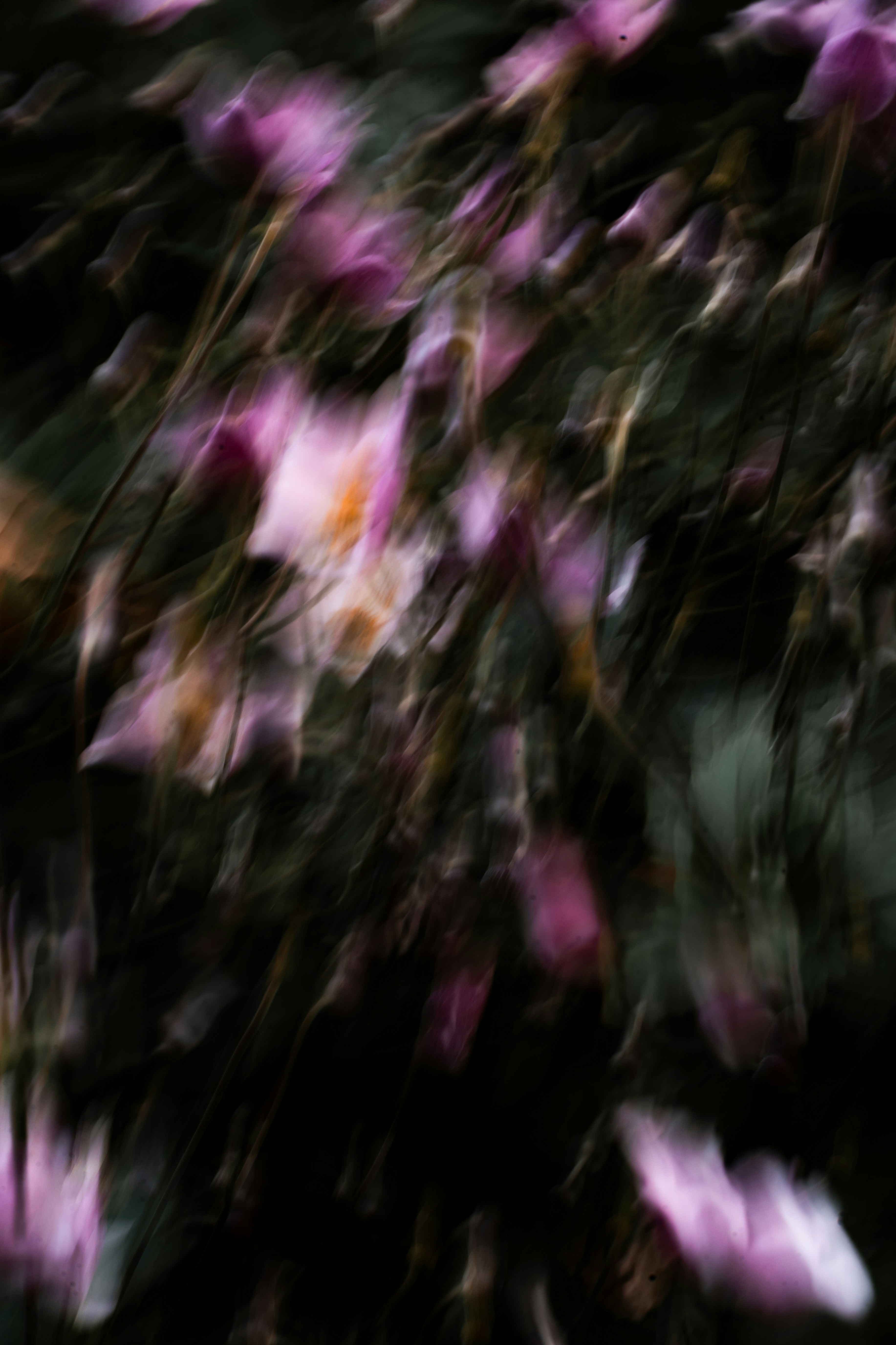 Blossoms in Motion: A Blur of Pink and Black