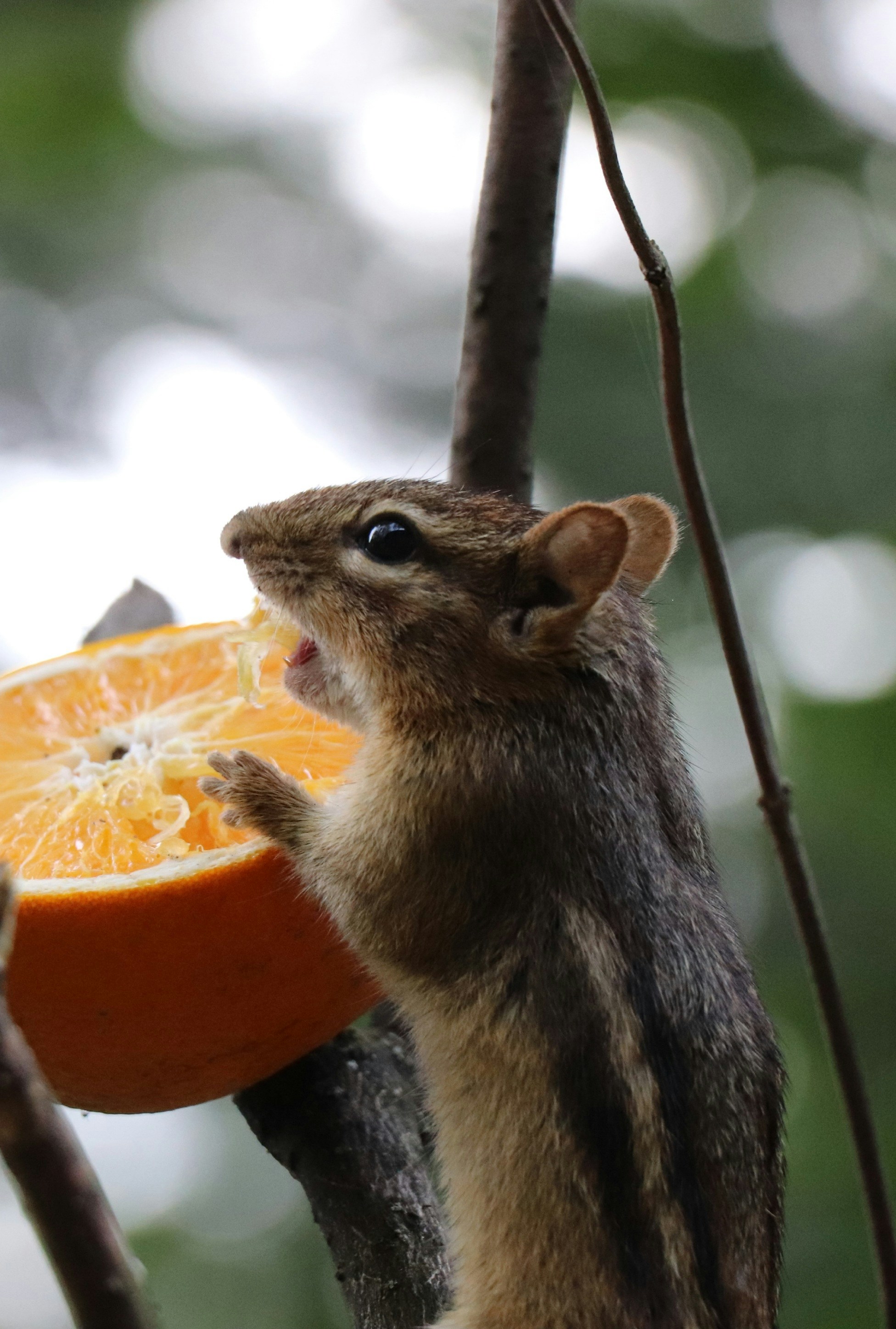 Nibbling Spotlight: Squirrel Atop a Citrus Snack