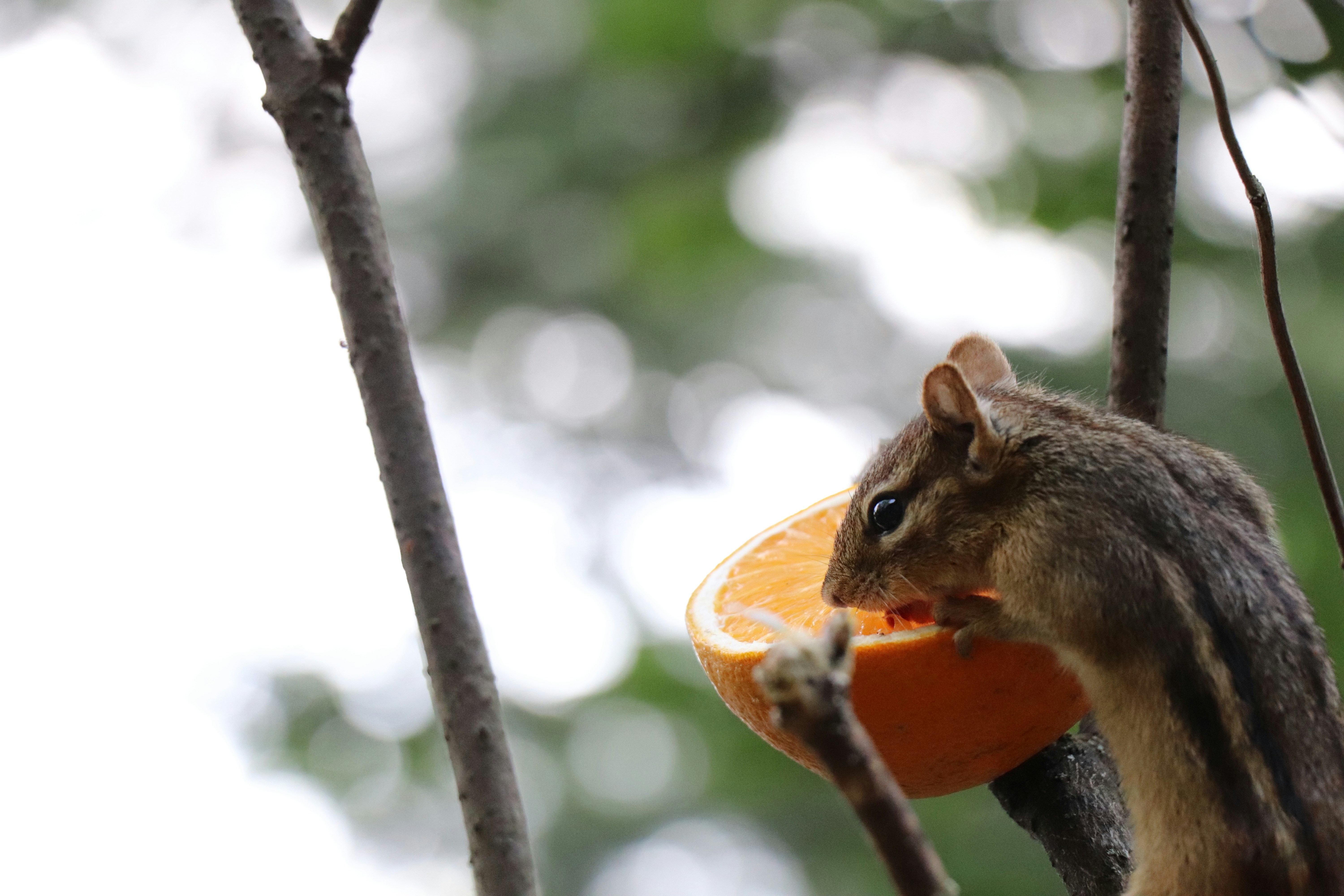Orange Slice Snack: A Curious Squirrel Imbibes Sunshine