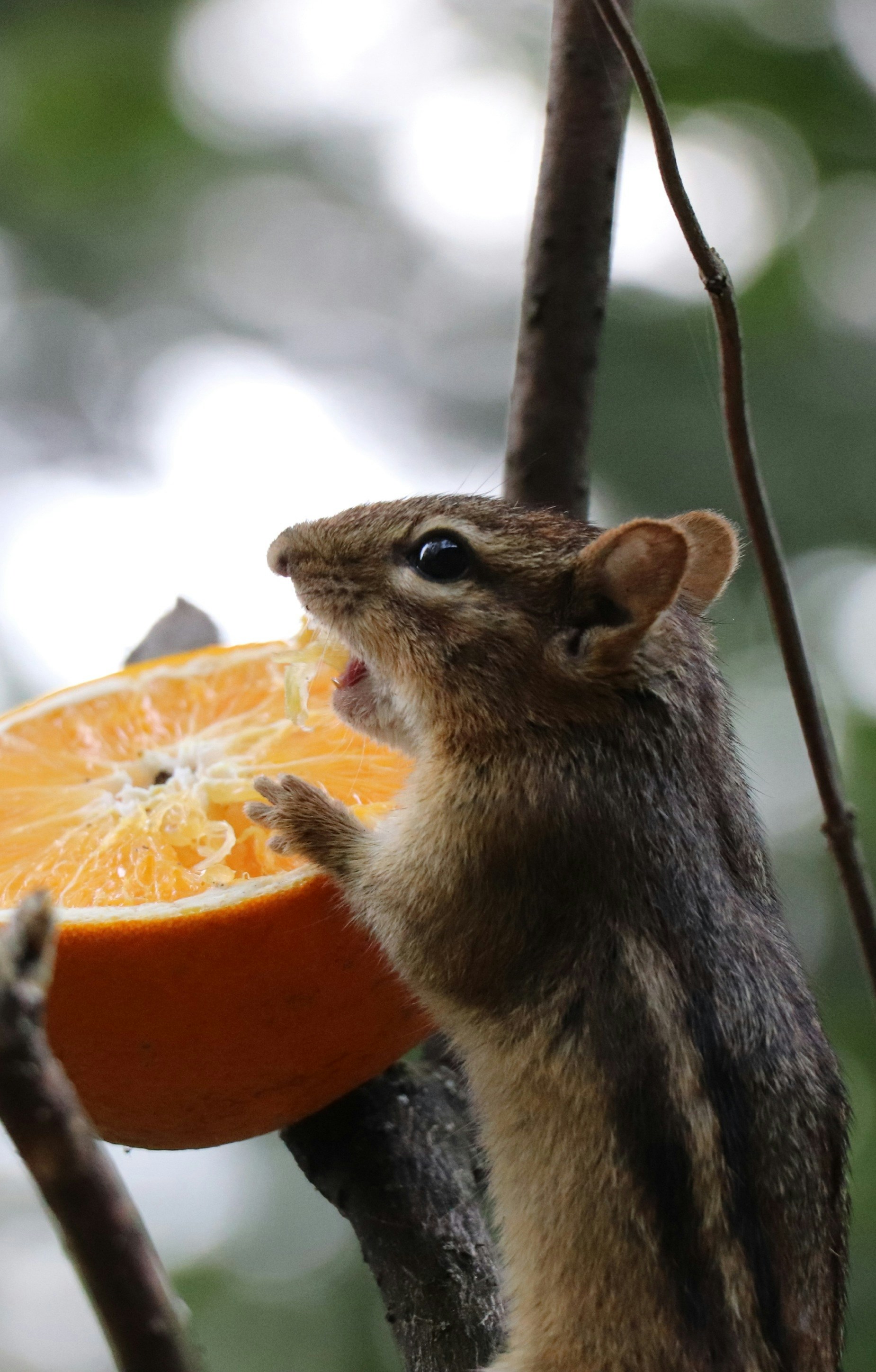 Nibbling Nutcracker: Squirrel Shares Citrus Snack Up Close