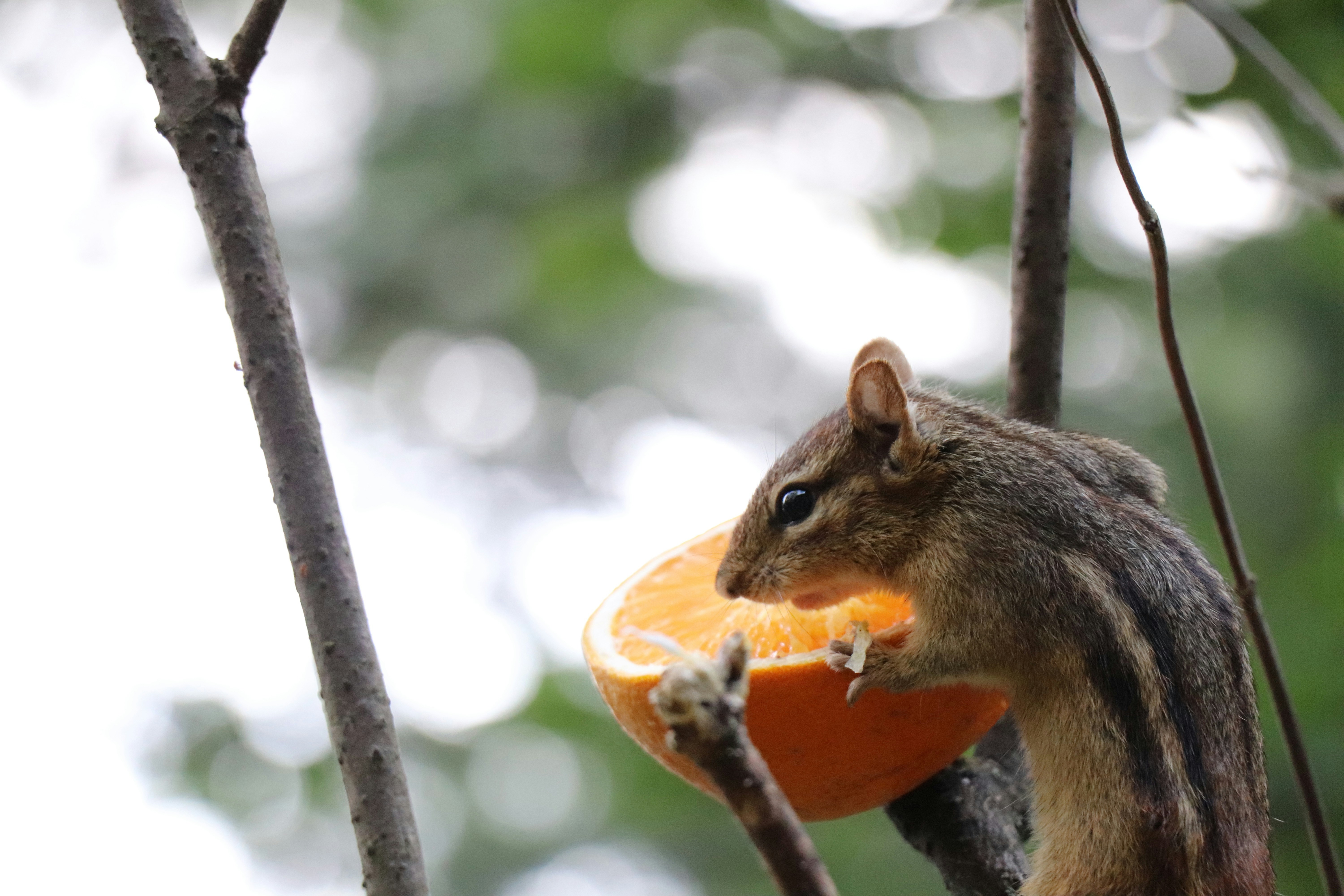 Chipmunk's Citrus Snack Break