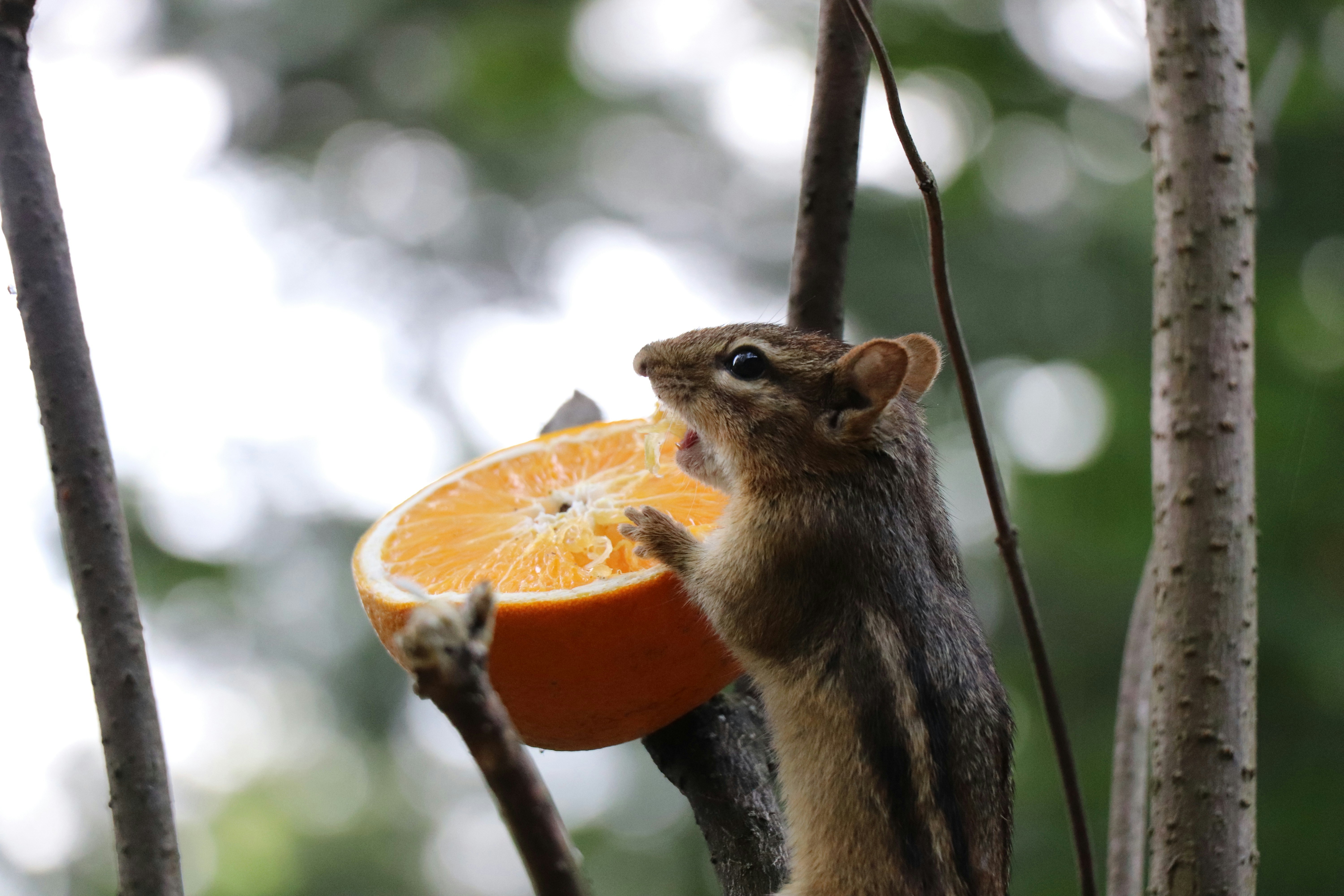 Squirrel Bites into Citrus Spotlight