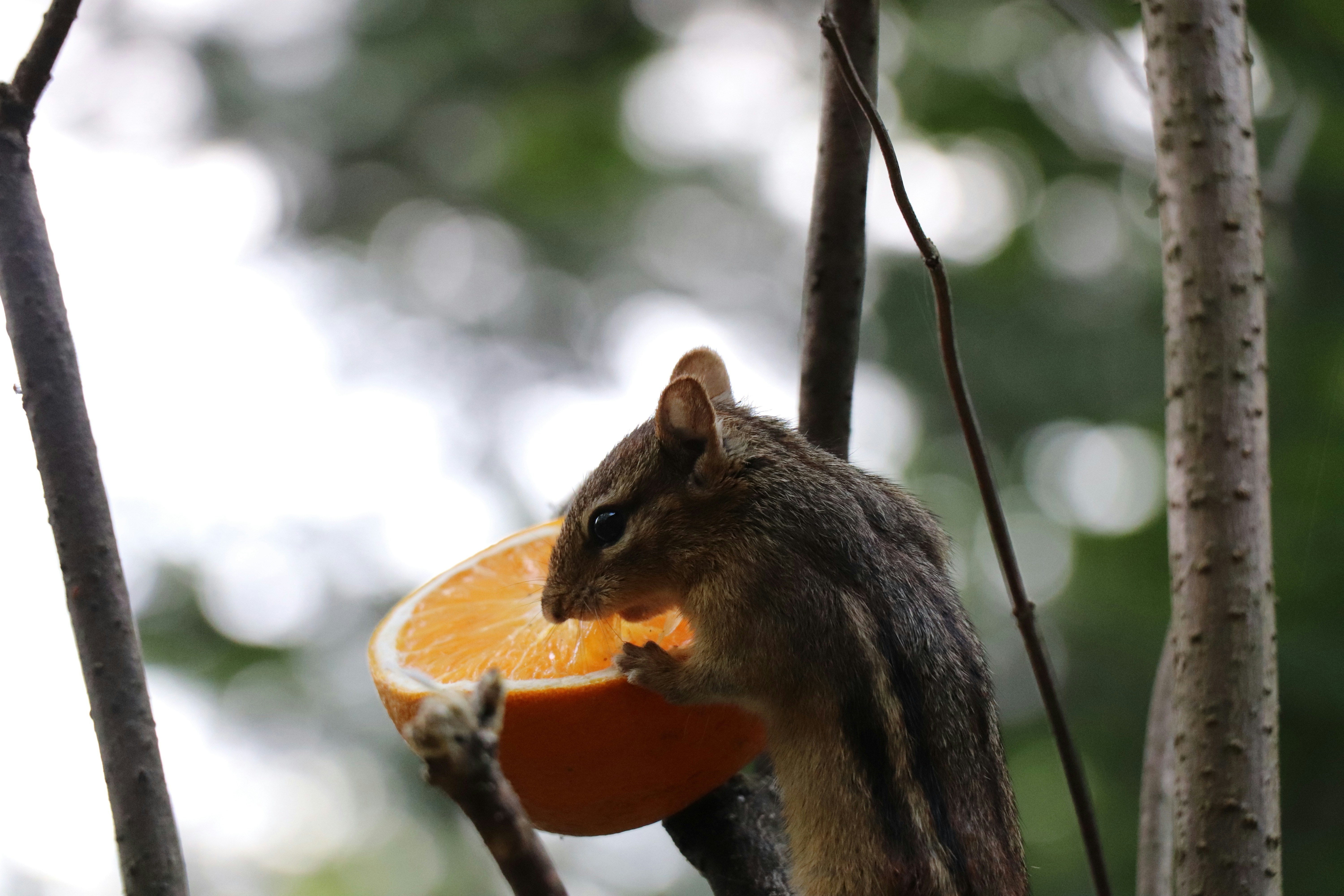 Nutmeg Squirrel at Orange Break