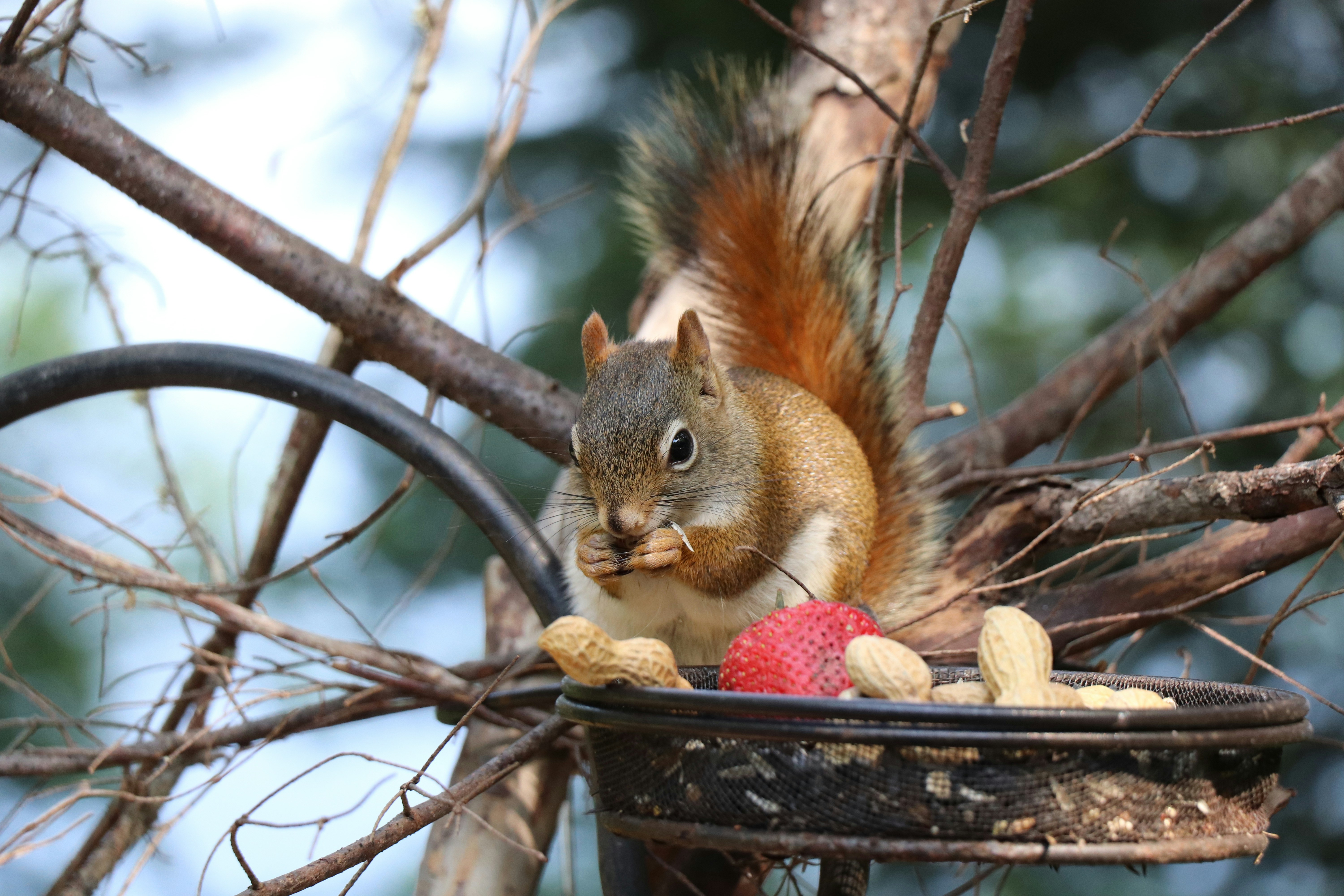 Nutritious Break: Squirrel Delights on a Feeder