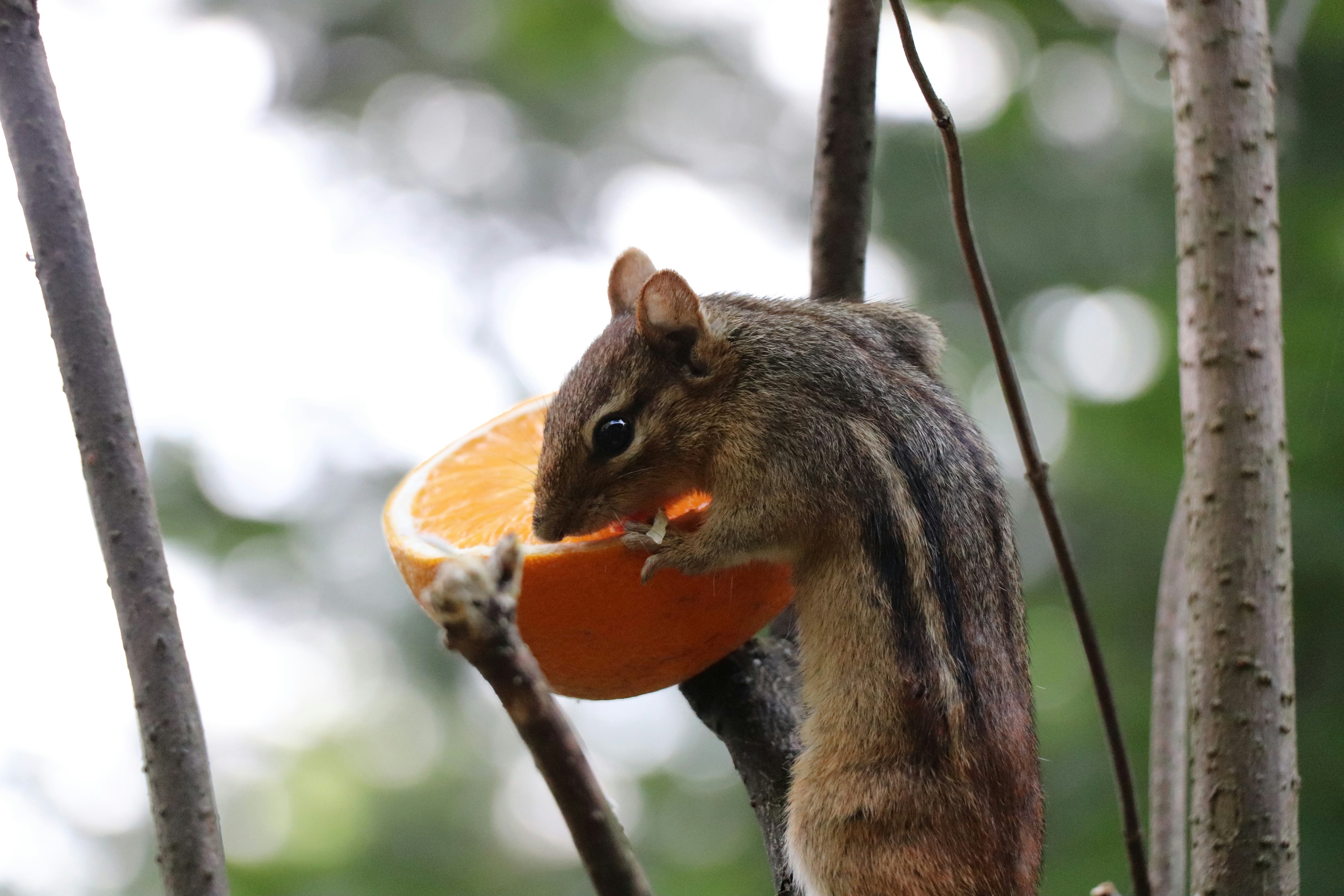 Orange Snack, Squirrel Calmly Clamped