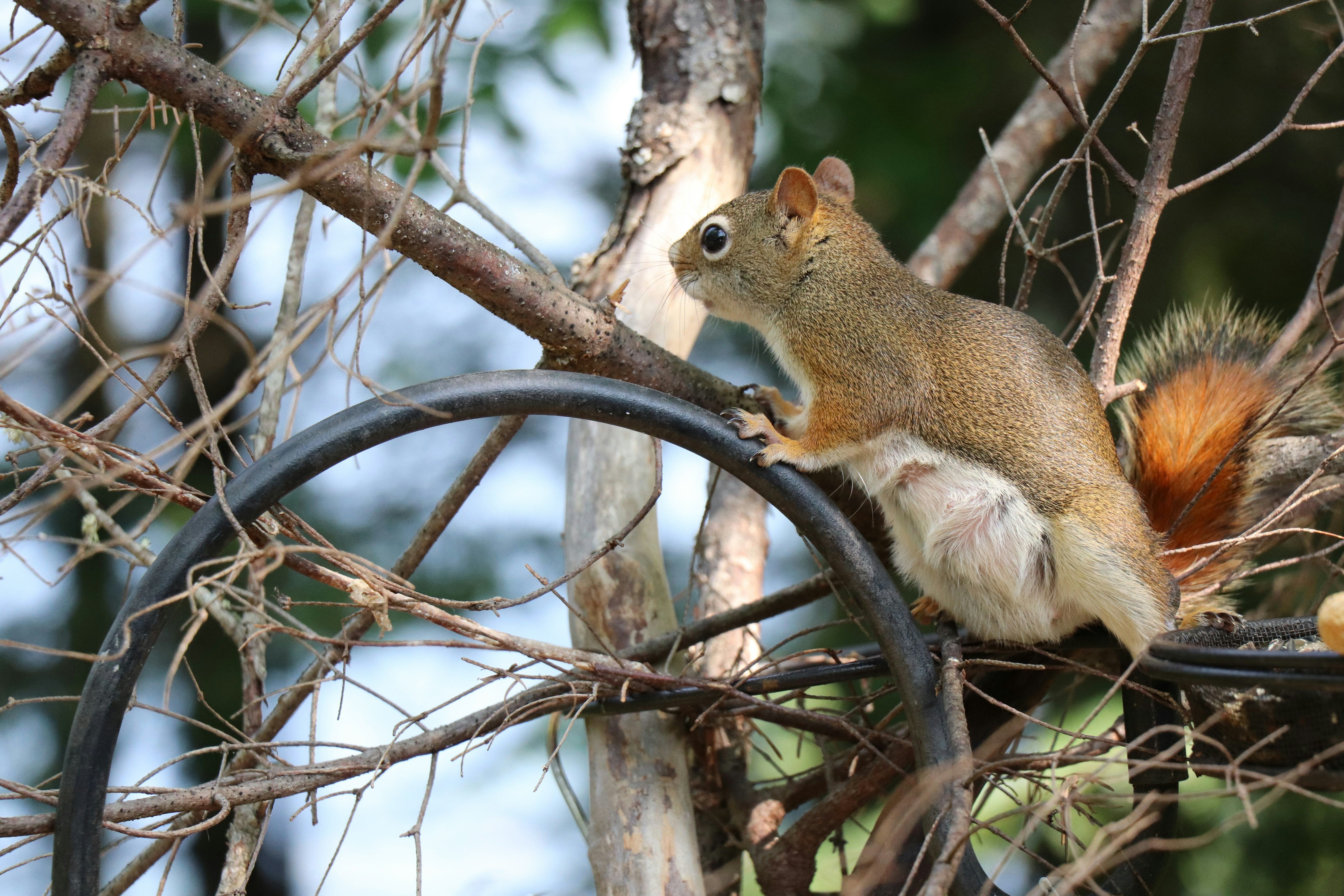 Grey Squirrel Perched on a Twisted Branch Network