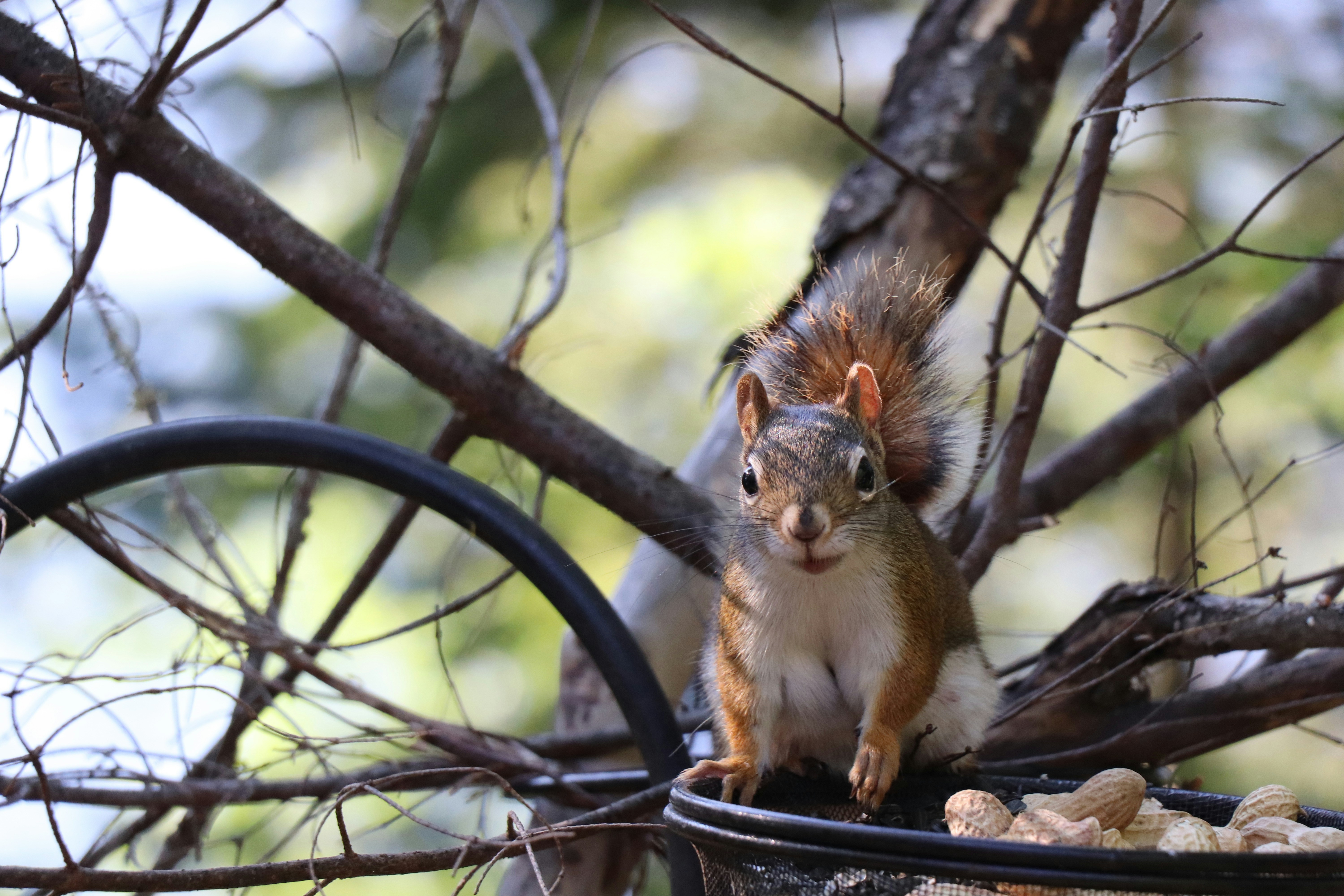 Squirrel on a Feeder Bar: Alert and Curious