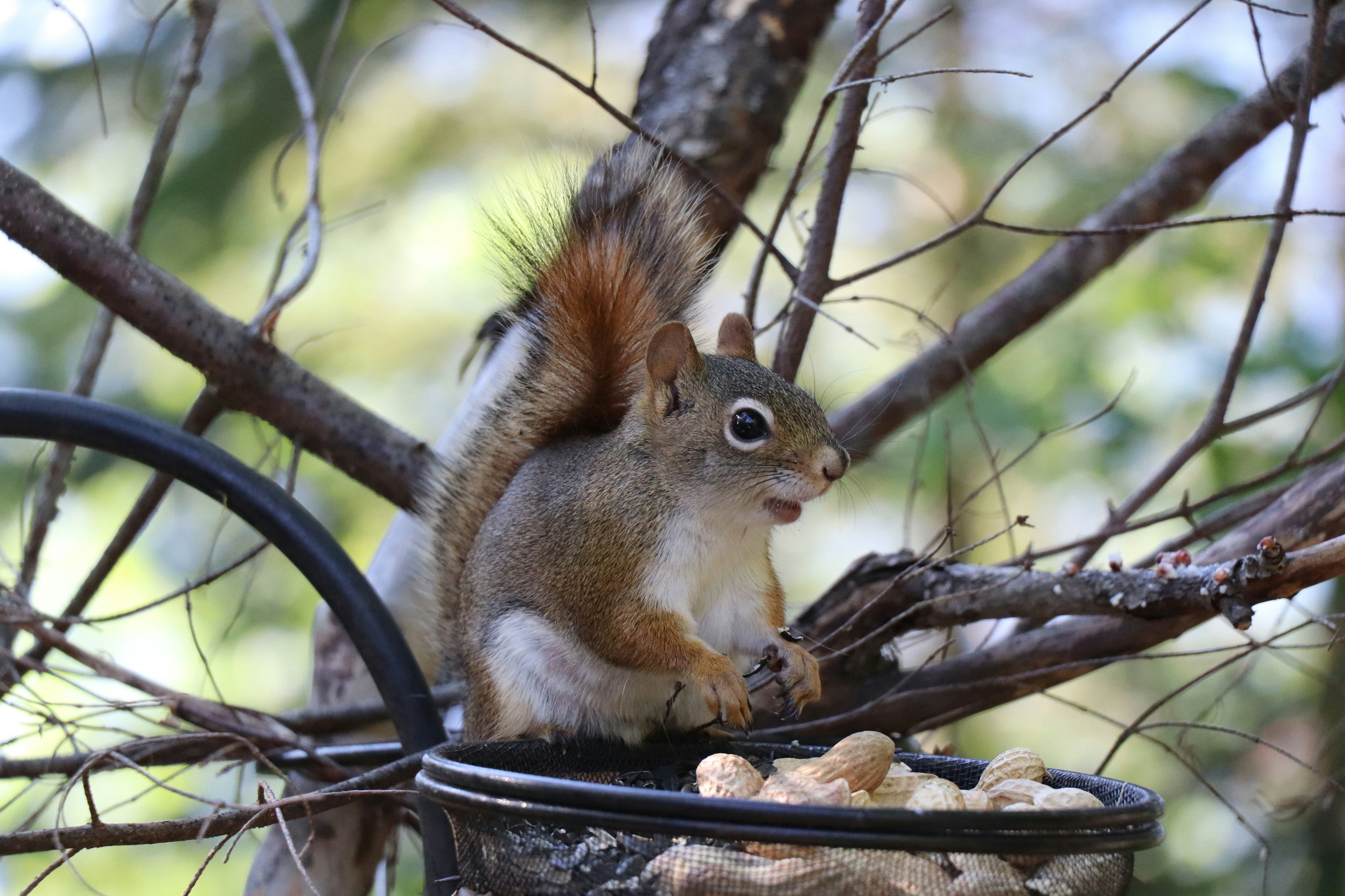 Nut-Bearing Squirrel Perch: A Moment at the Feeder
