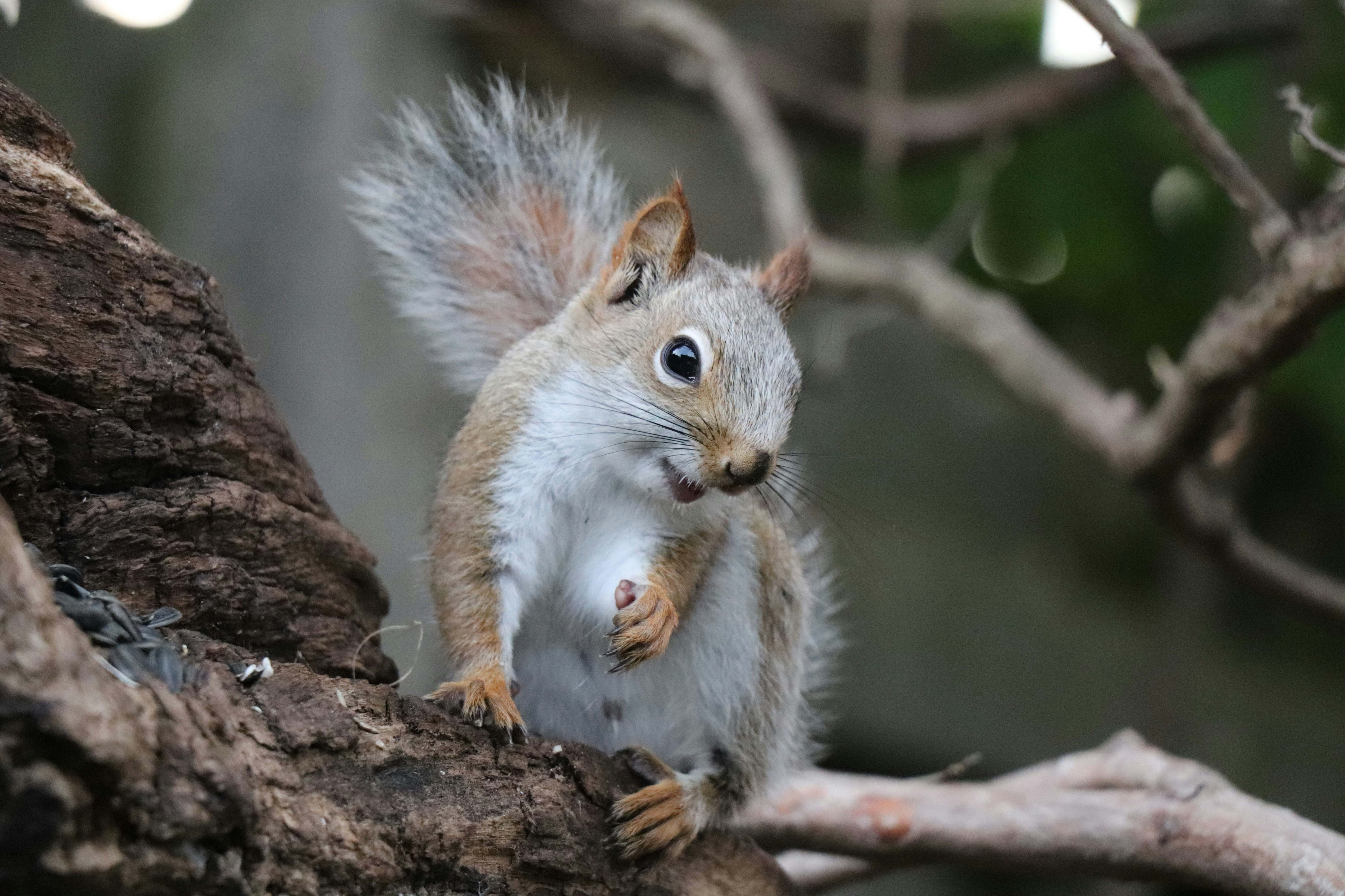 Curious Squirrel on a Mossy Branch under Dappled Light