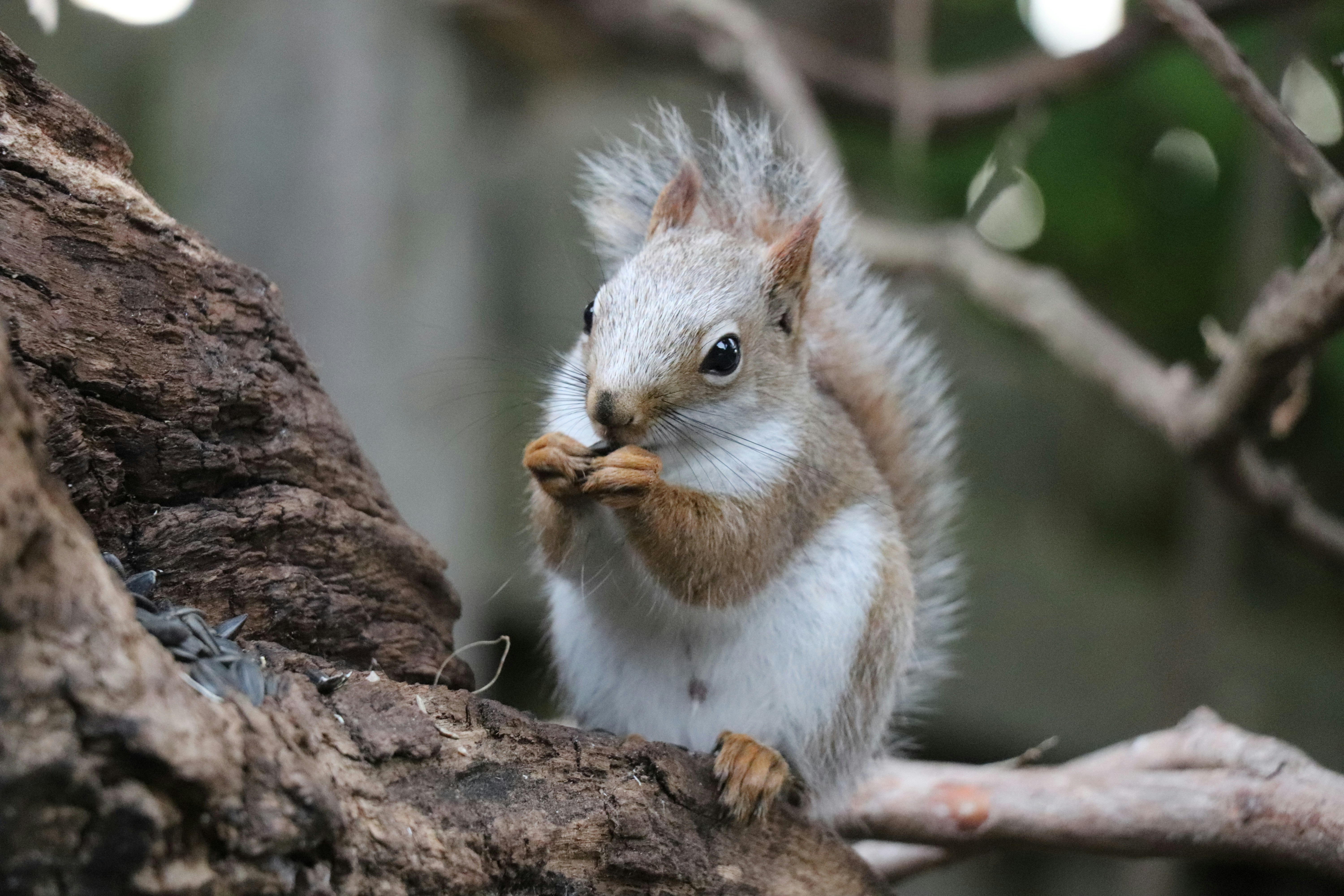 Squirrel Snack Break on a Rough Bark Stage
