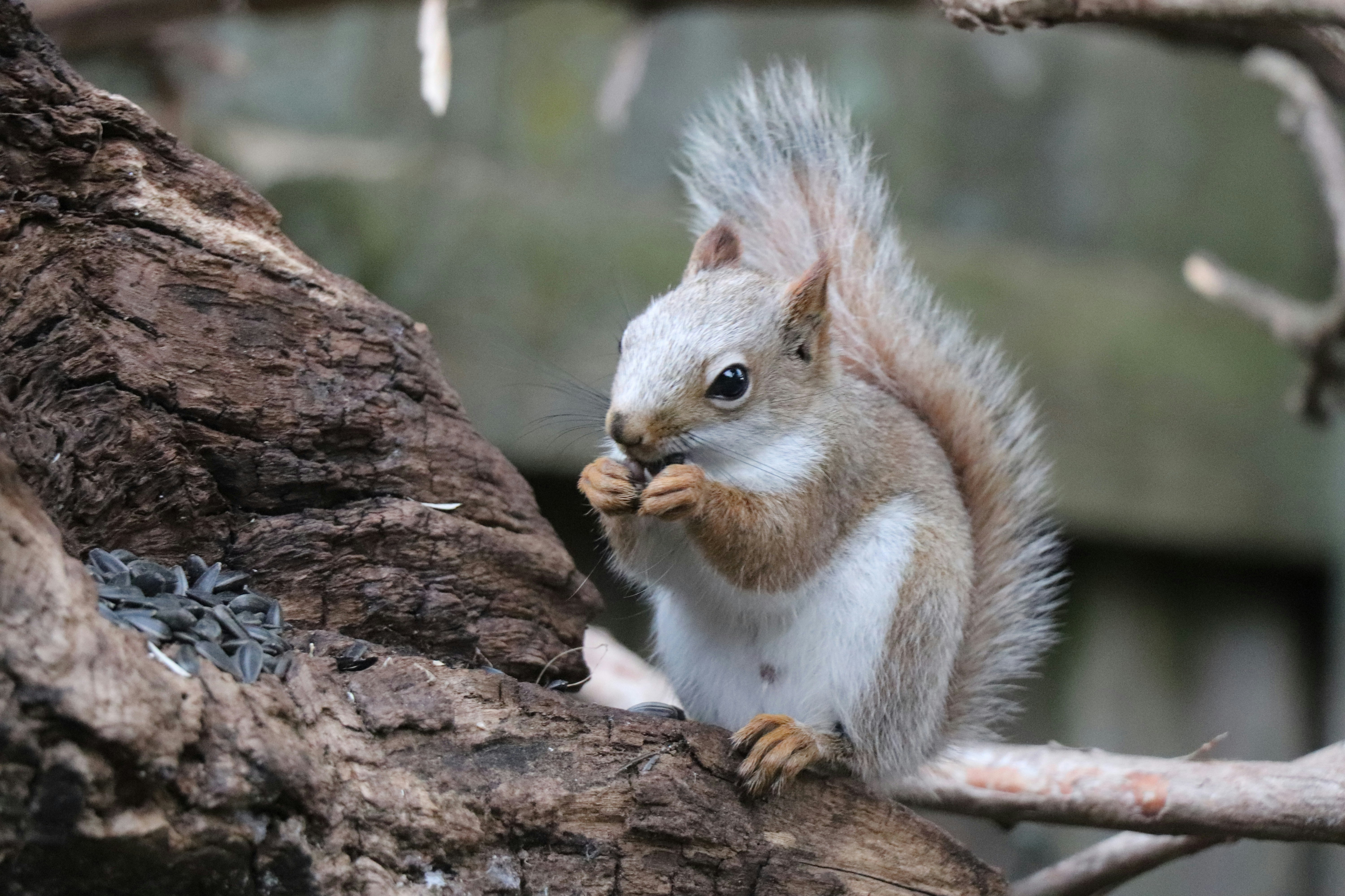 Squirrel Sustenance: A Nutty Pause on a Weathered Branch