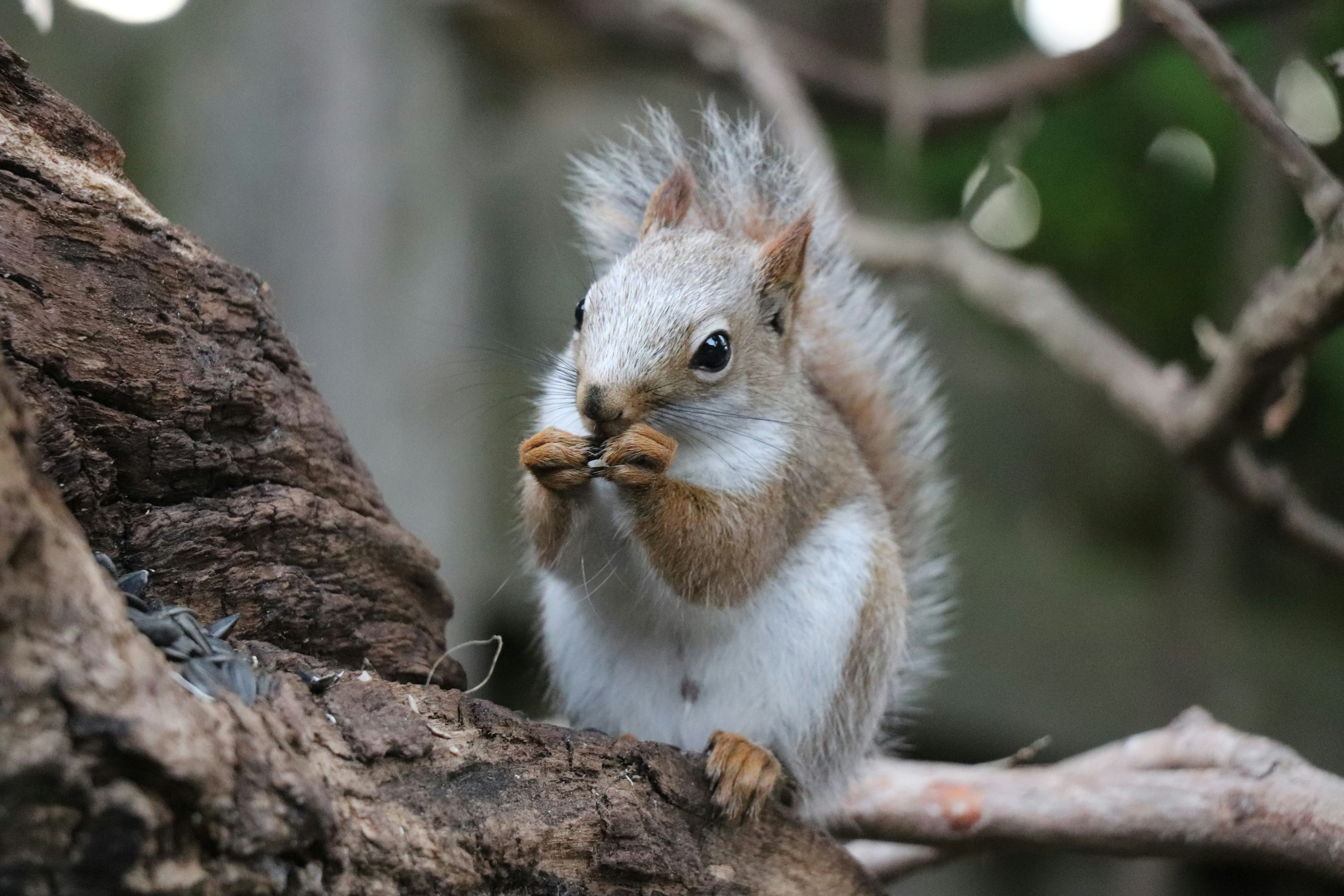 Nut-Curled Pause: Squirrel Deliberates on a Branch