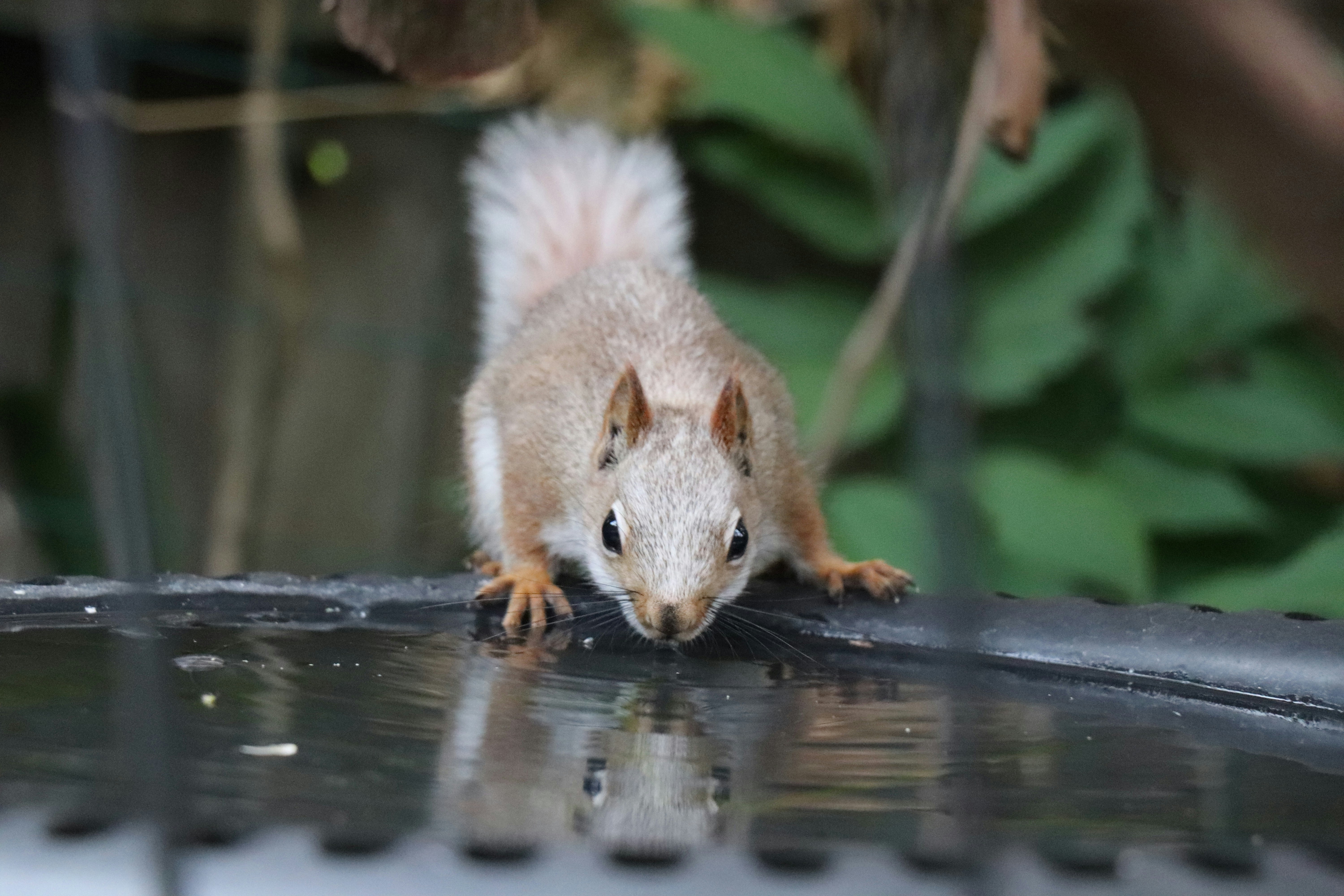 Squirrel On a Shimmering Surface: Focused Pause at the Water’s Edge