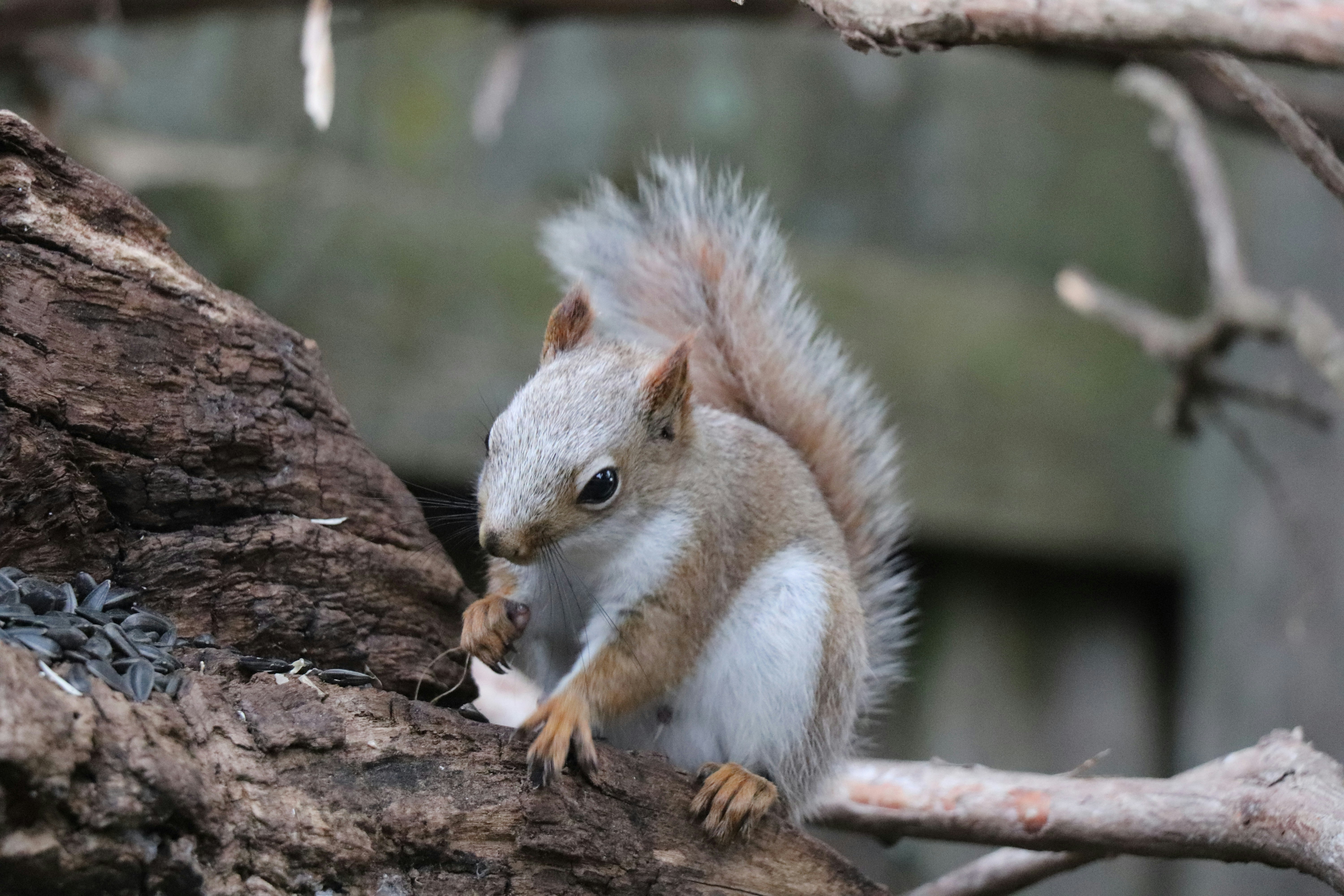 Squirrel Scout on a Log Watching for Food