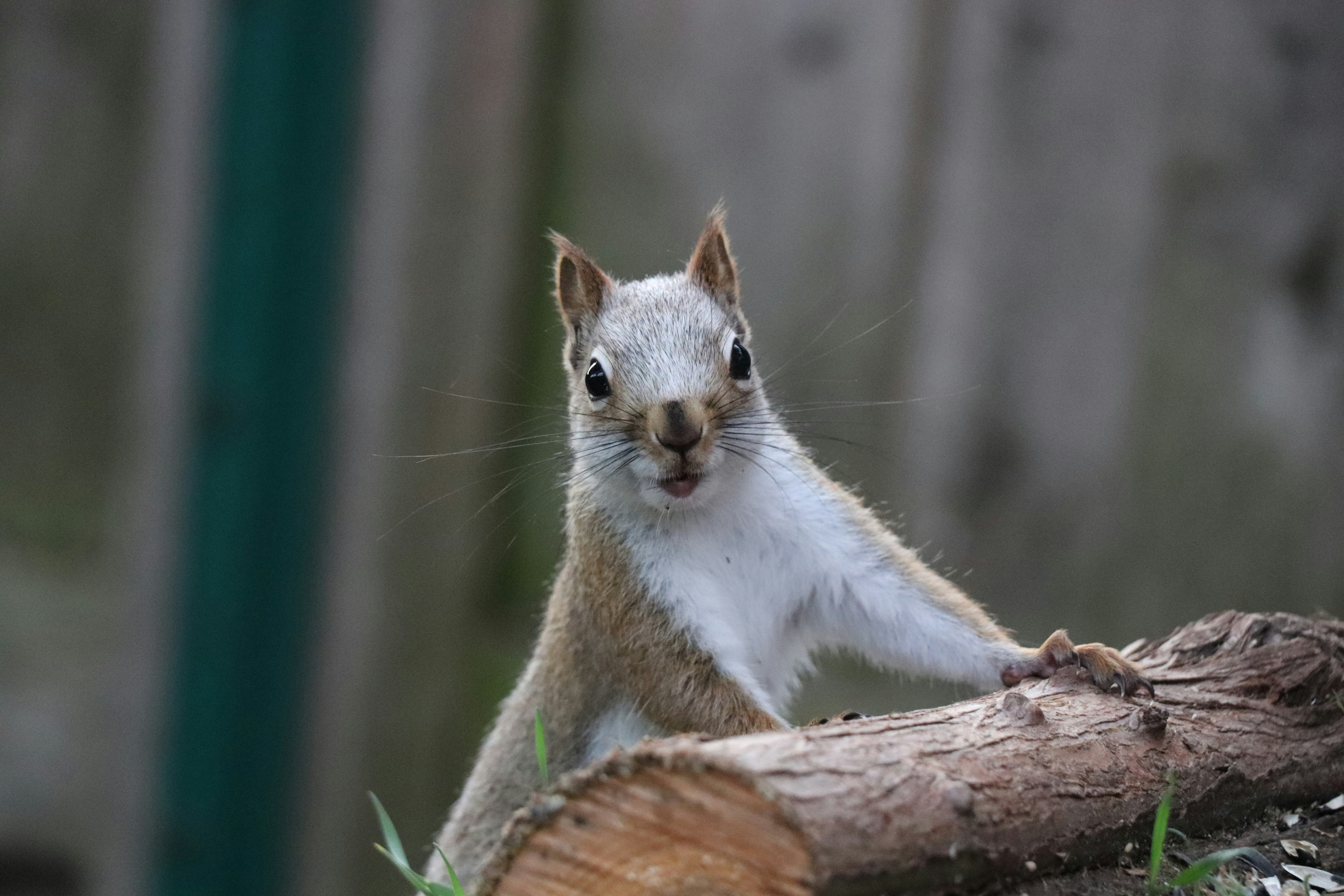 Curious Squirrel Perched on a Log, Eyes Enterprising