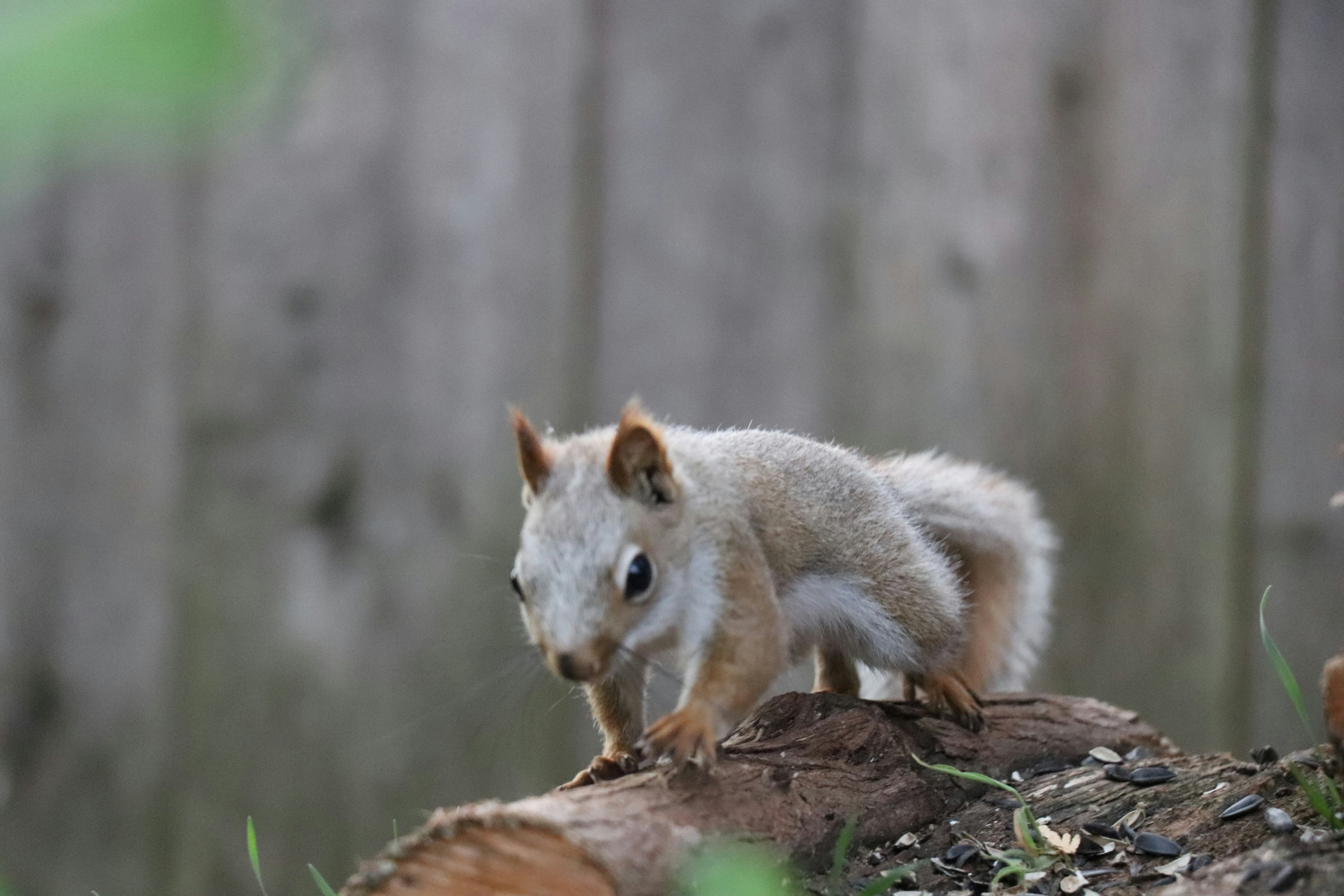 Tiny Acrobat on a Fallen Log